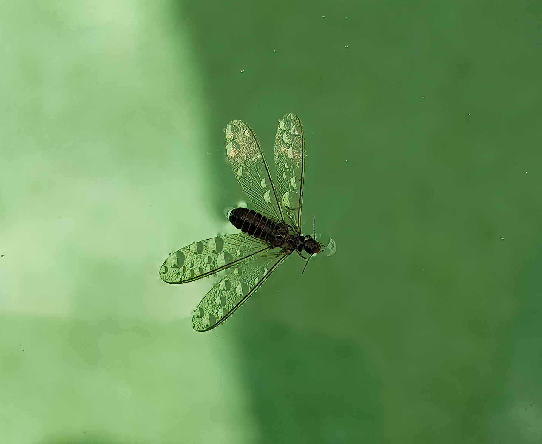 Termite — Alate – Ausemade