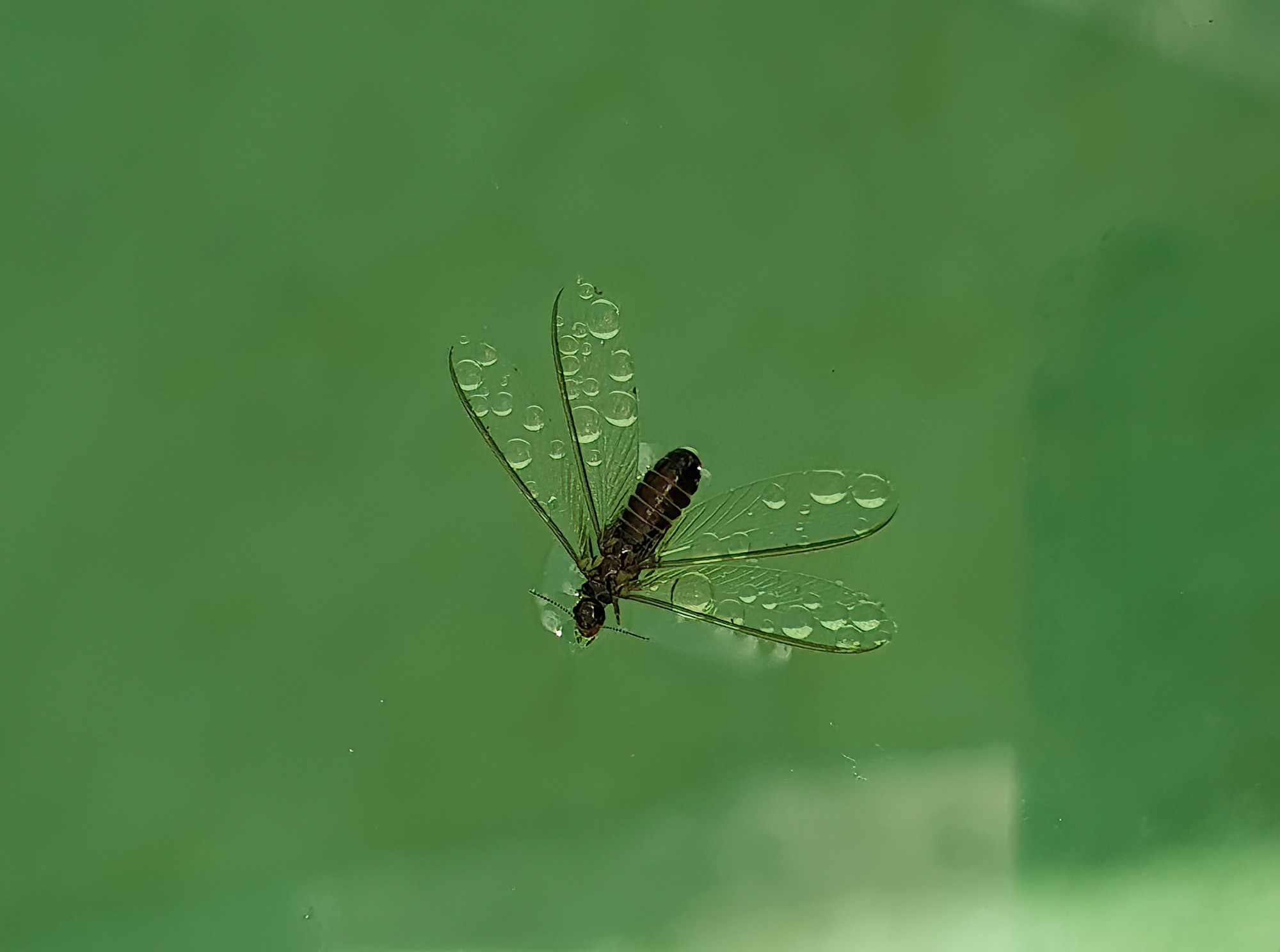 Termite — Alate – Ausemade