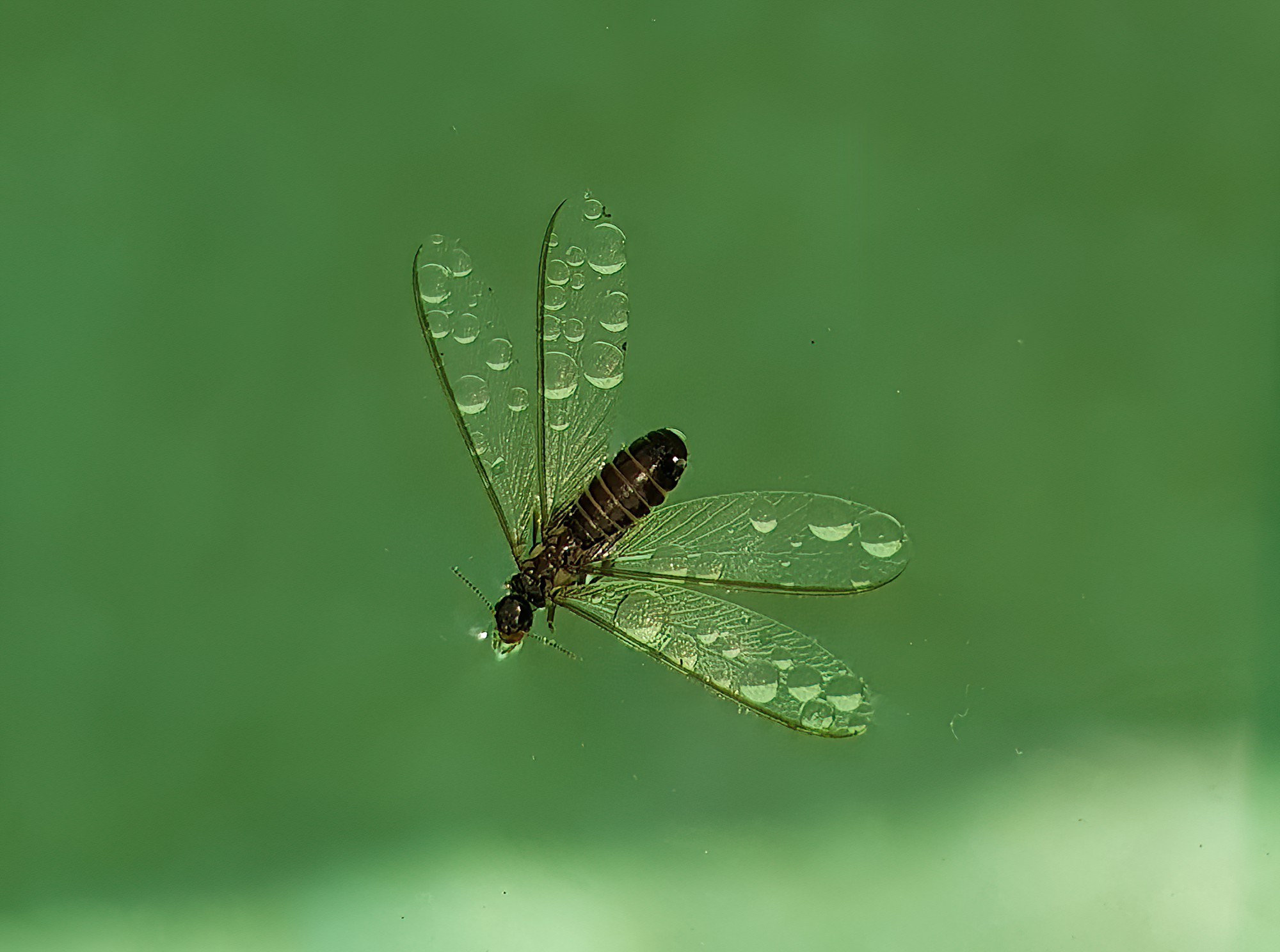 Termite — Alate – Ausemade