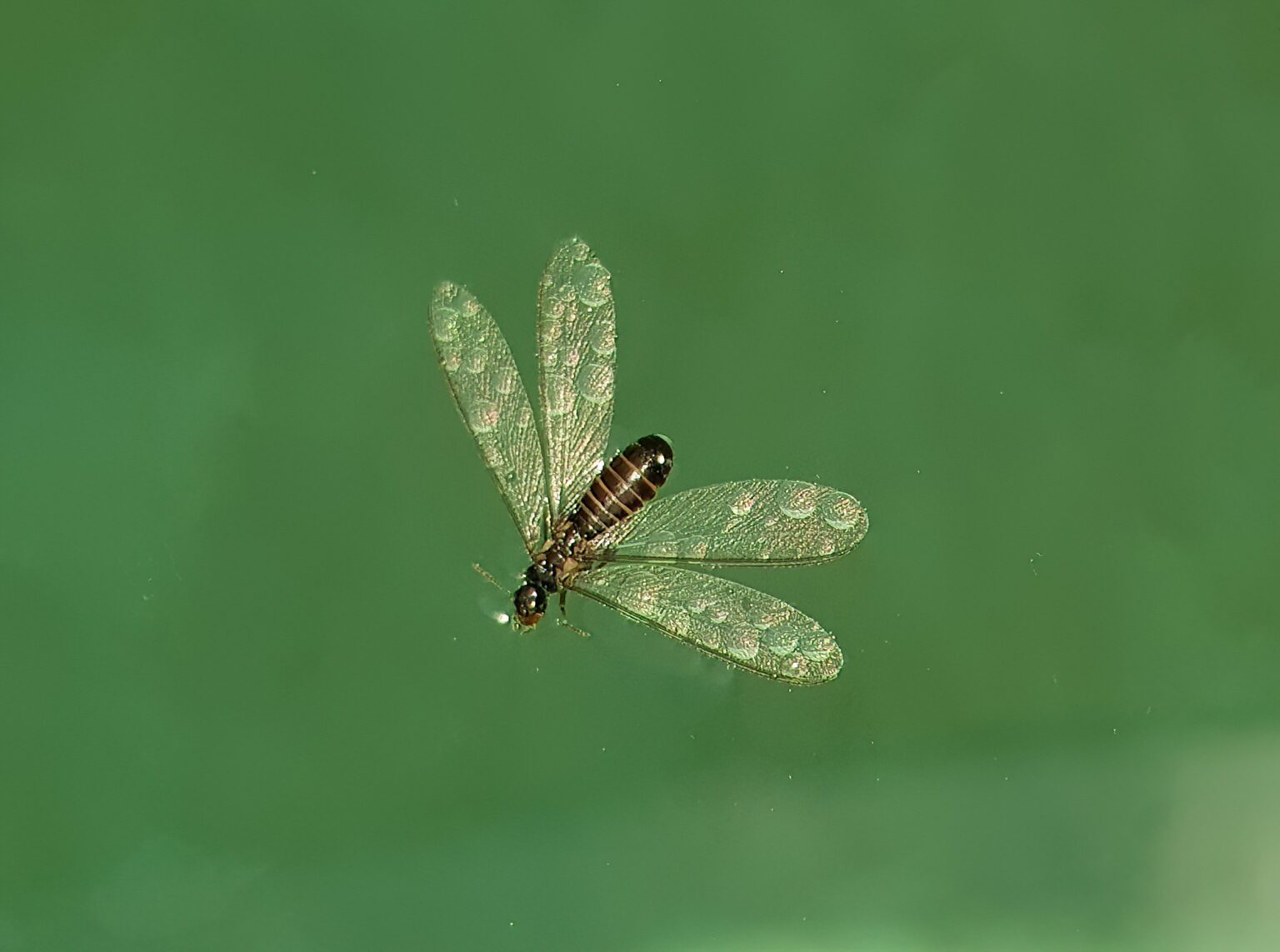 Termite — Alate – Ausemade