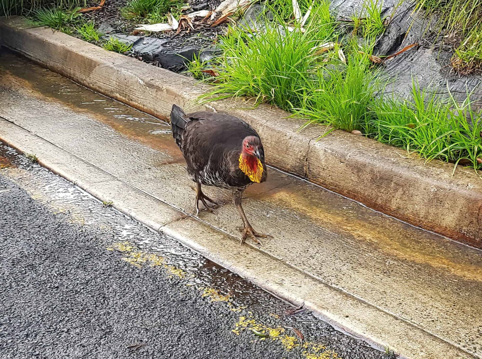Australian Bush Turkey – Ausemade