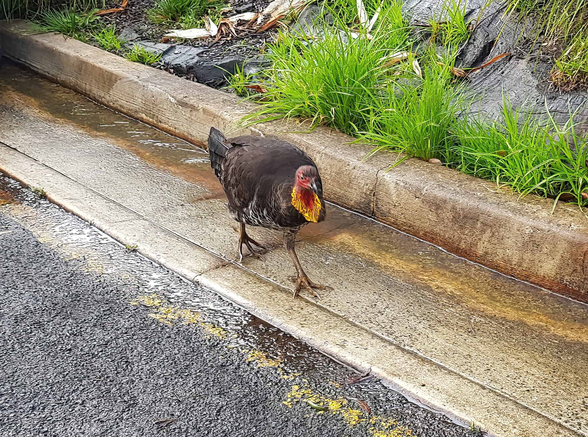 Australian Bush Turkey – Ausemade