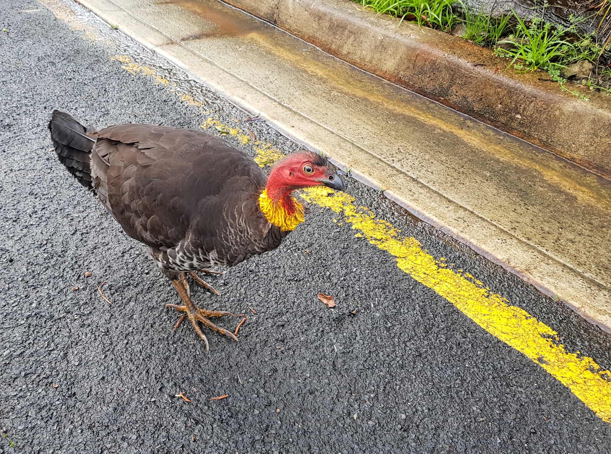 Australian Bush Turkey – Ausemade