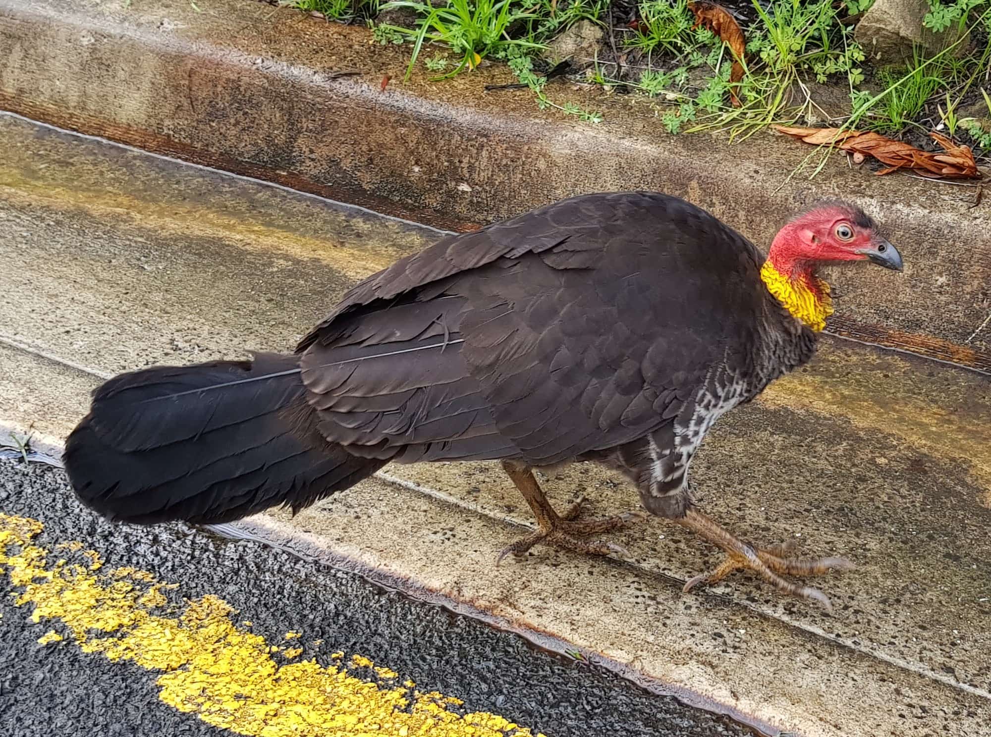 Australian Bush Turkey – Ausemade