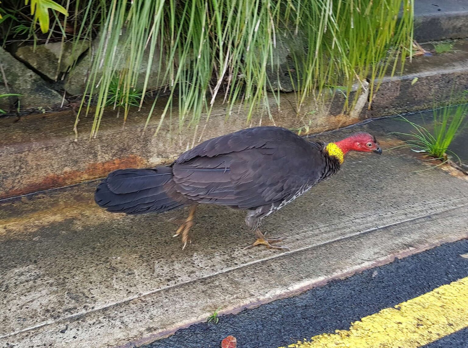 Australian Bush Turkey – Ausemade