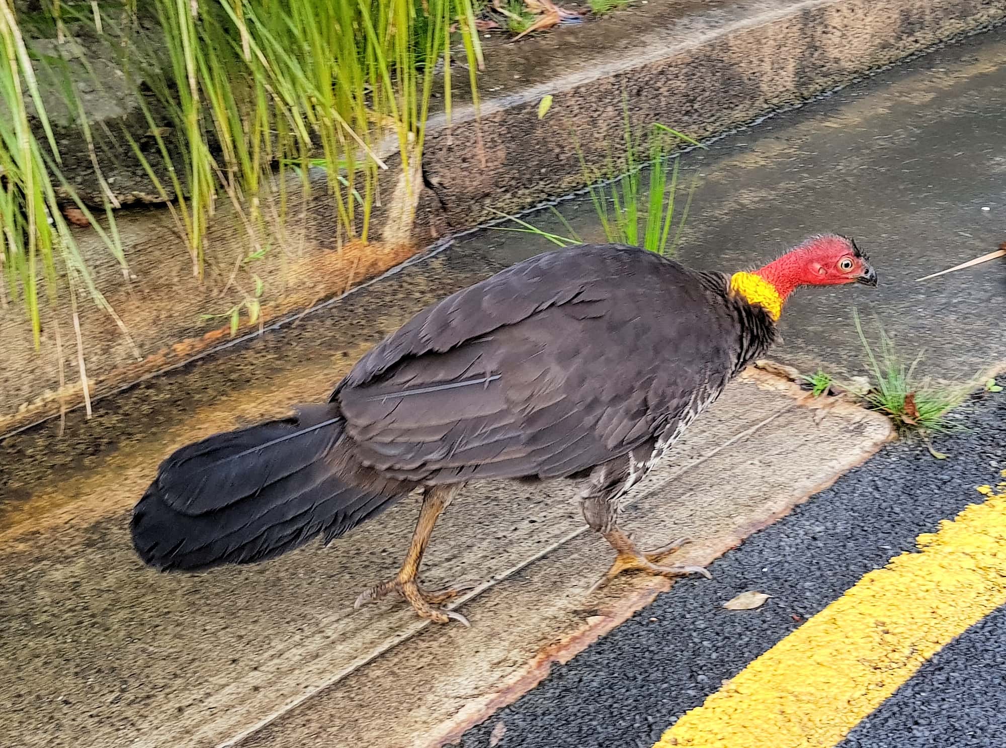 Australian Bush Turkey – Ausemade