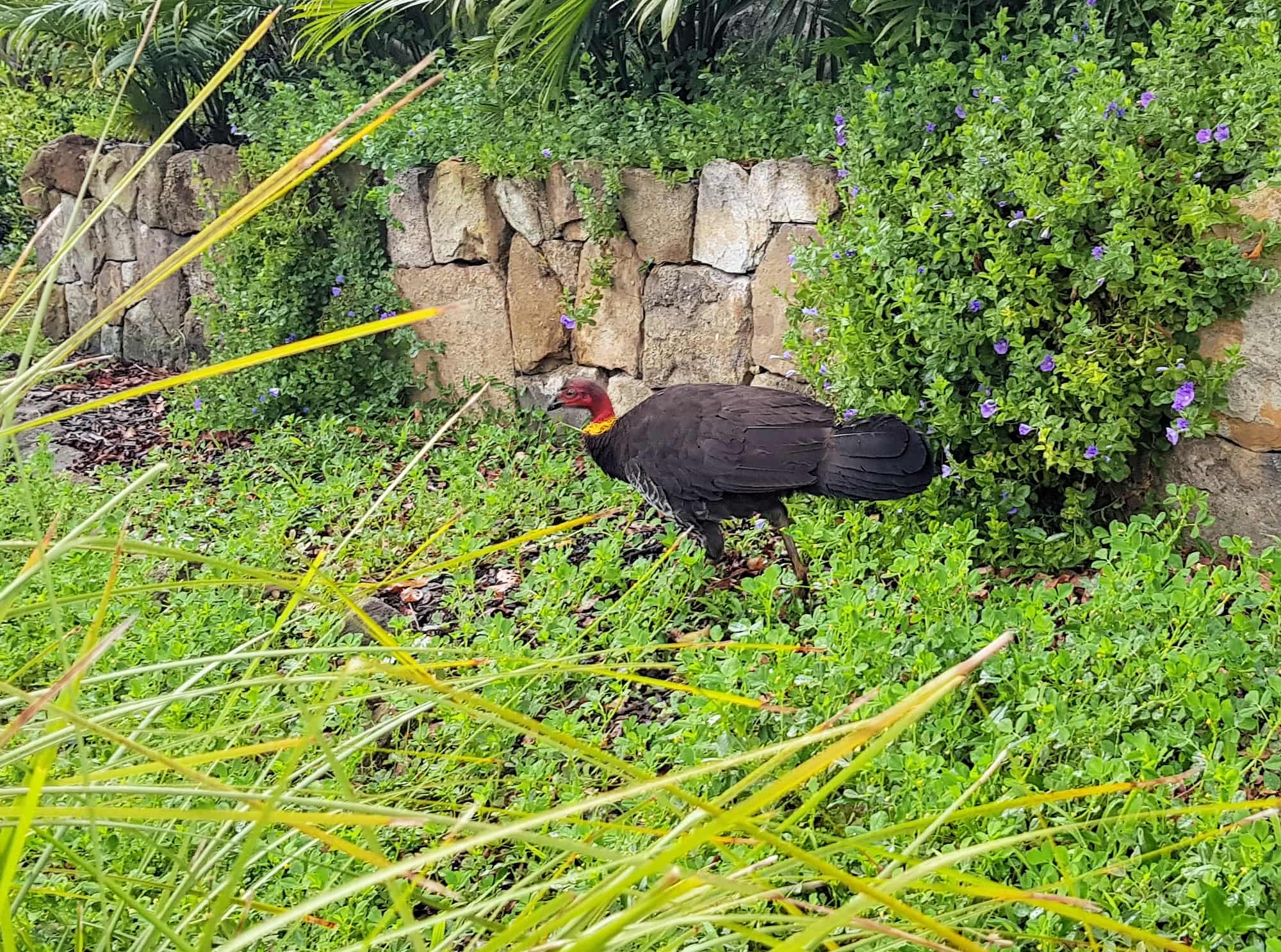 Australian Bush Turkey – Ausemade