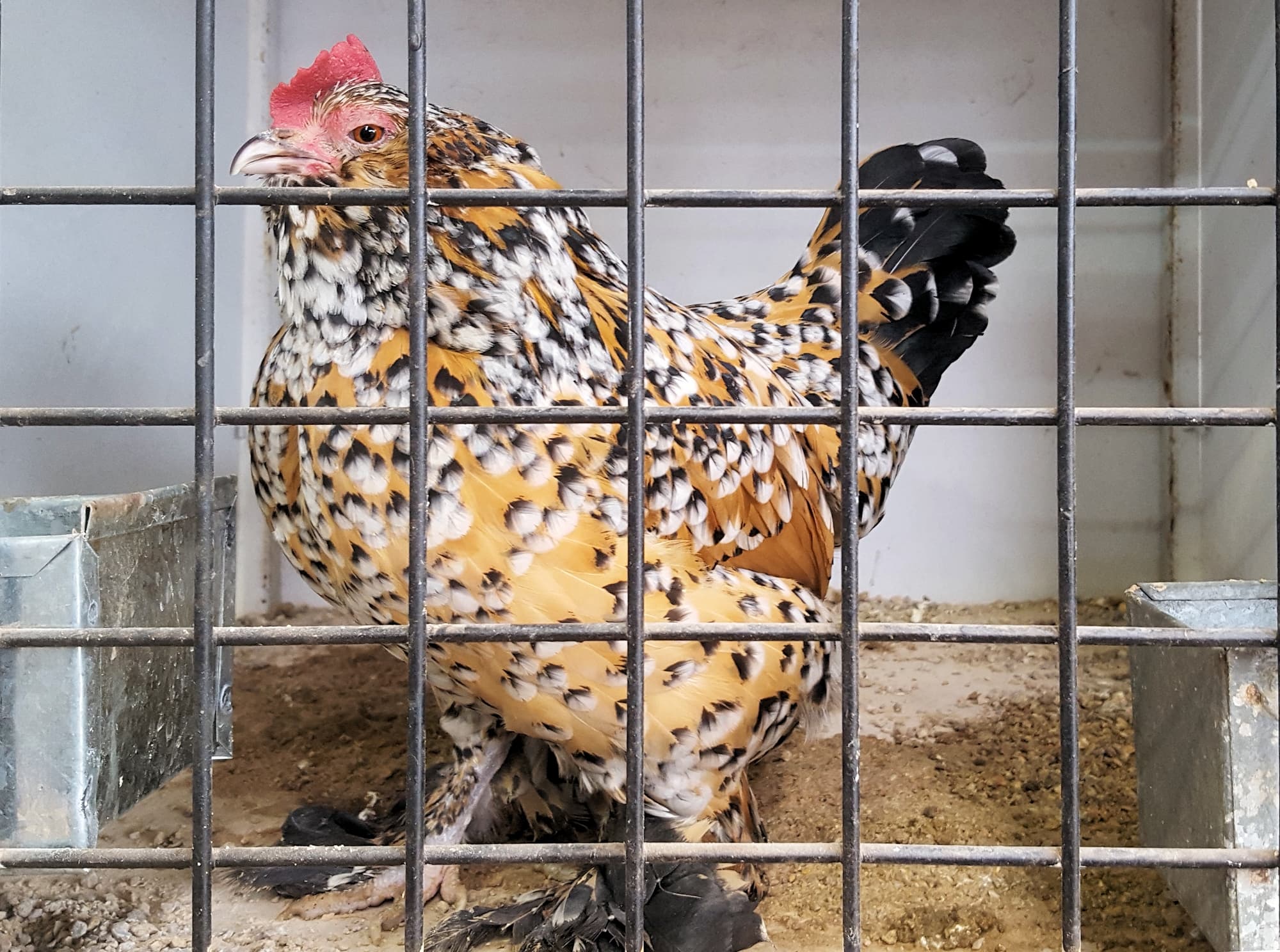 Poultry Show – Ausemade