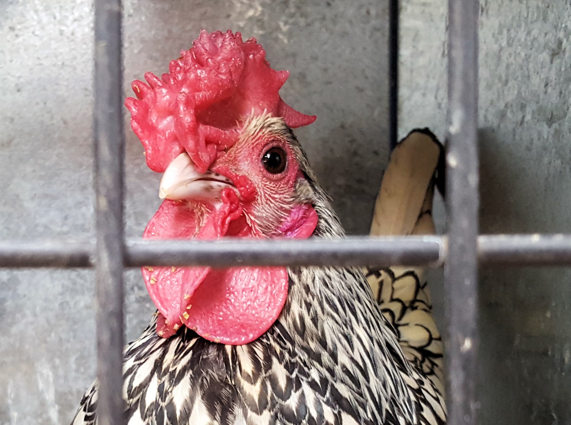 Poultry Show – Ausemade