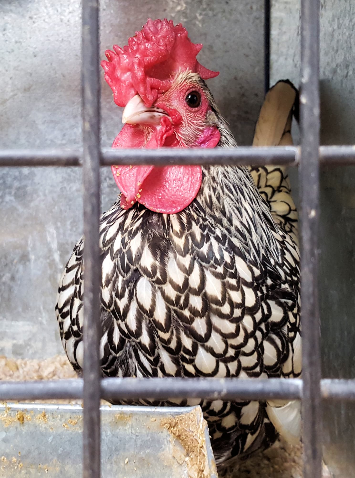 Poultry Show – Ausemade