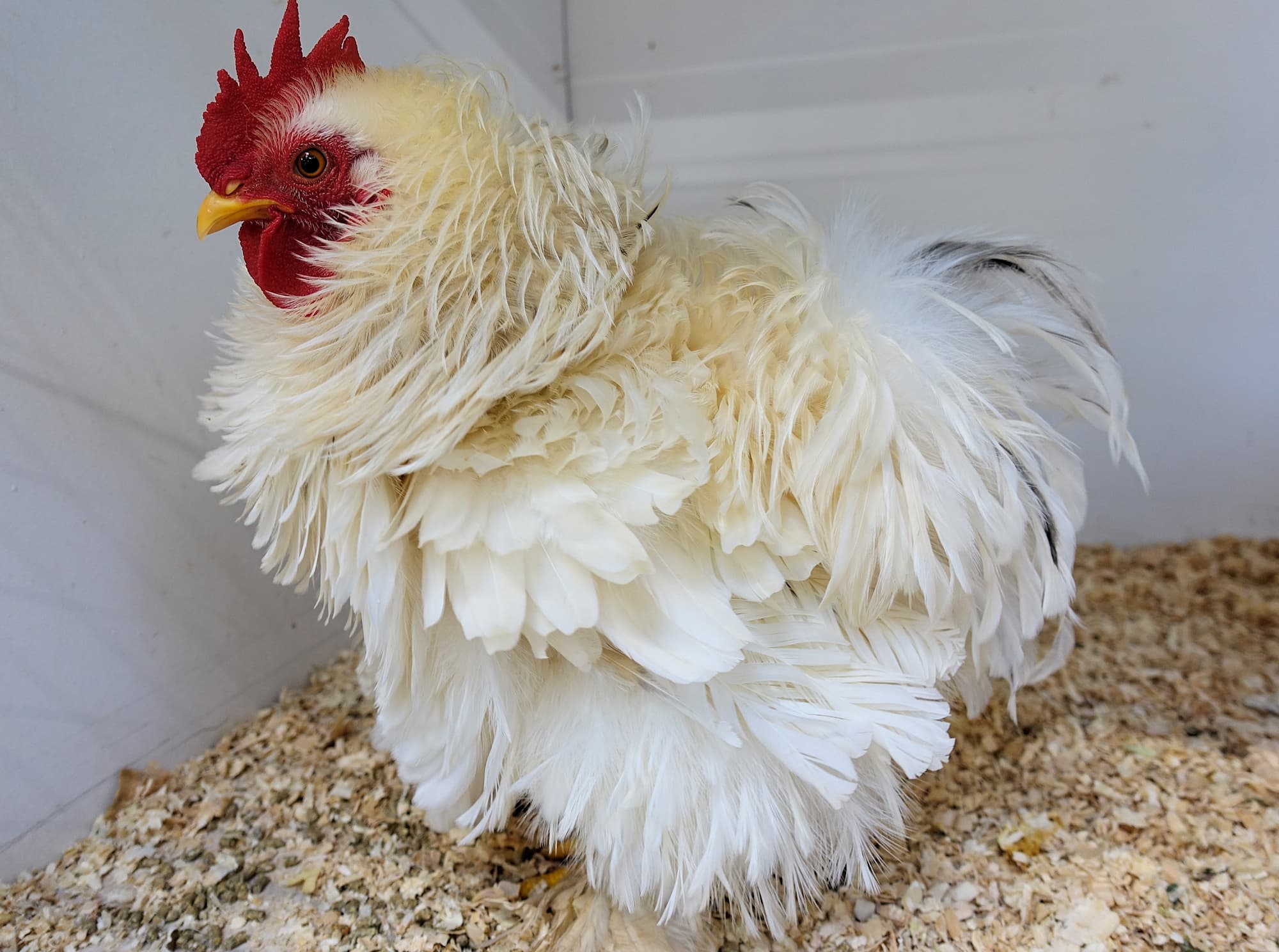Poultry Show 2023 – Ausemade