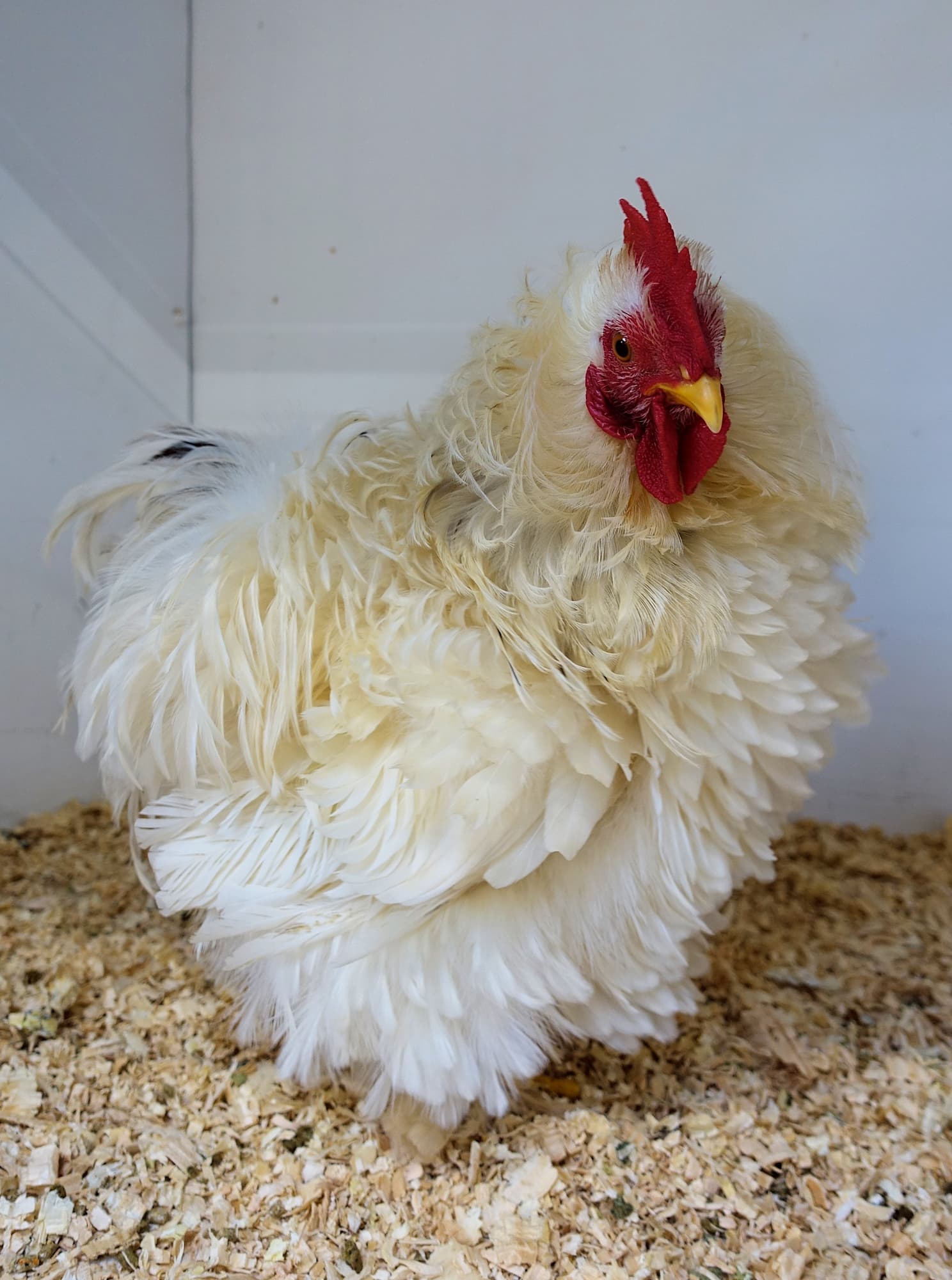 Poultry Show 2023 – Ausemade