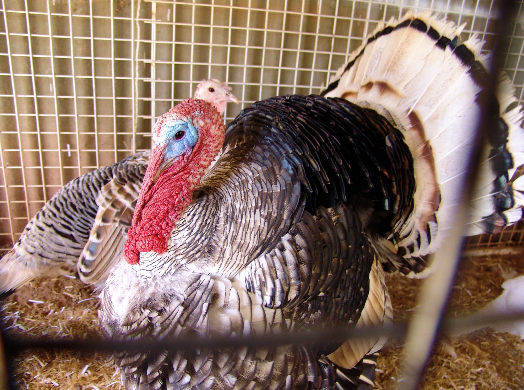 Poultry Show – Ausemade