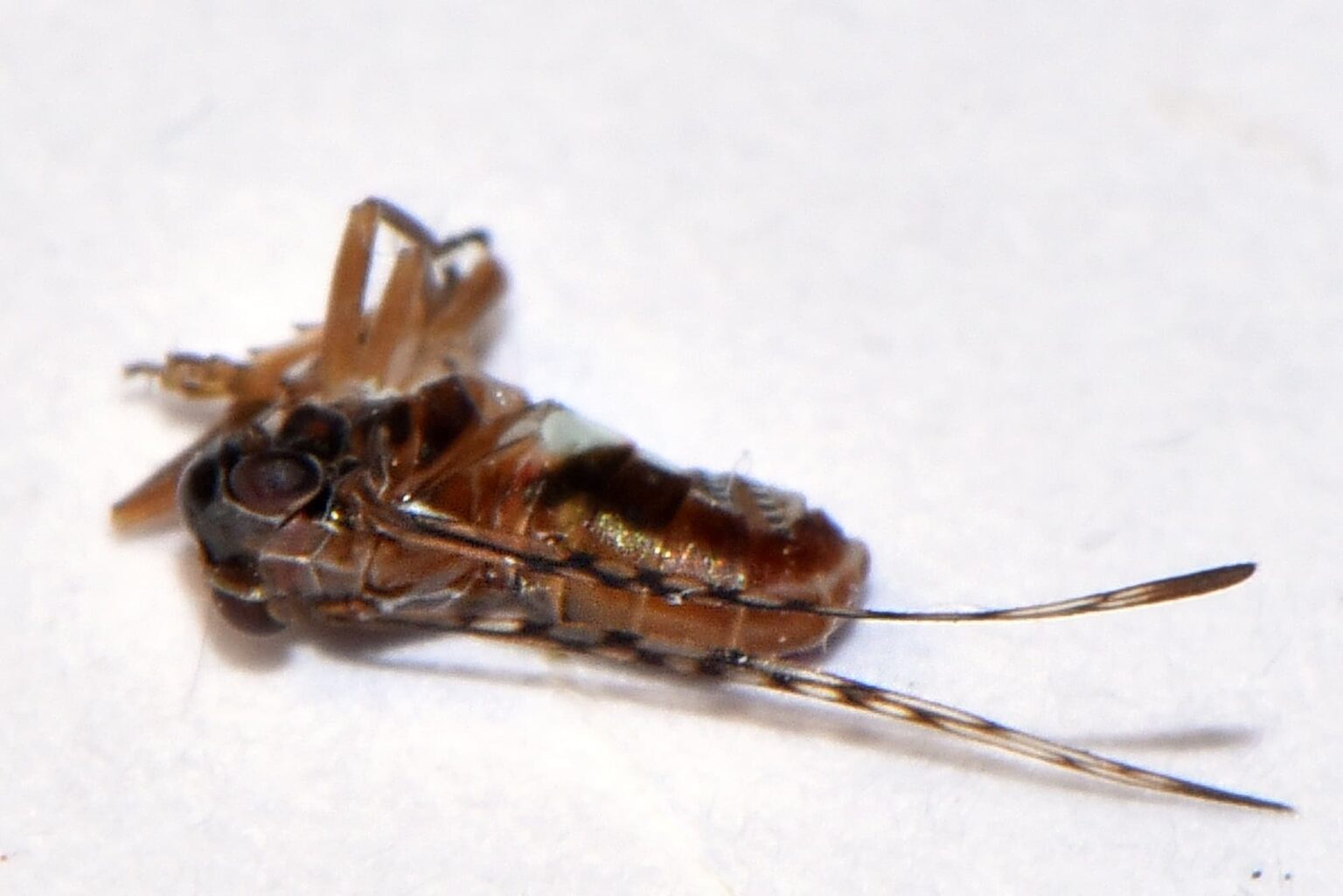 Alleloplasis – Ausemade