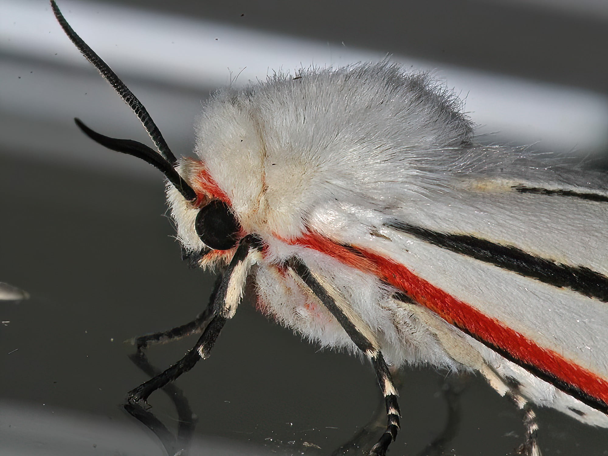 Aloa marginata (Donovan’s Tiger Moth) – Ausemade