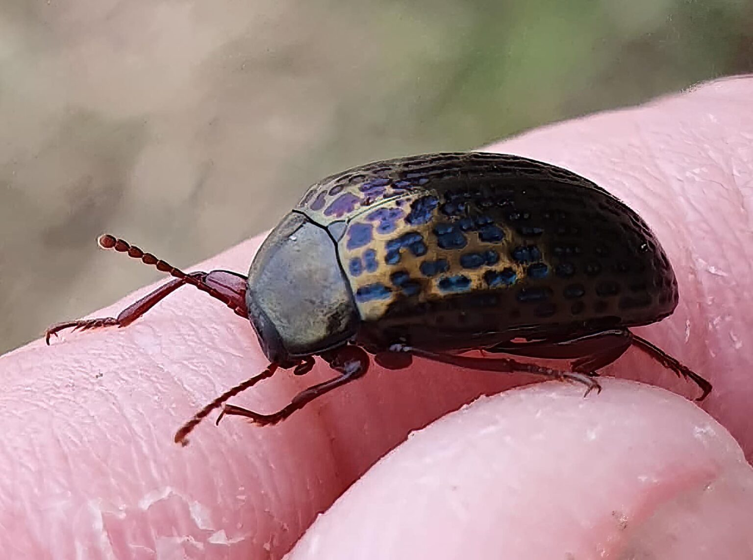 Beetles – Ausemade