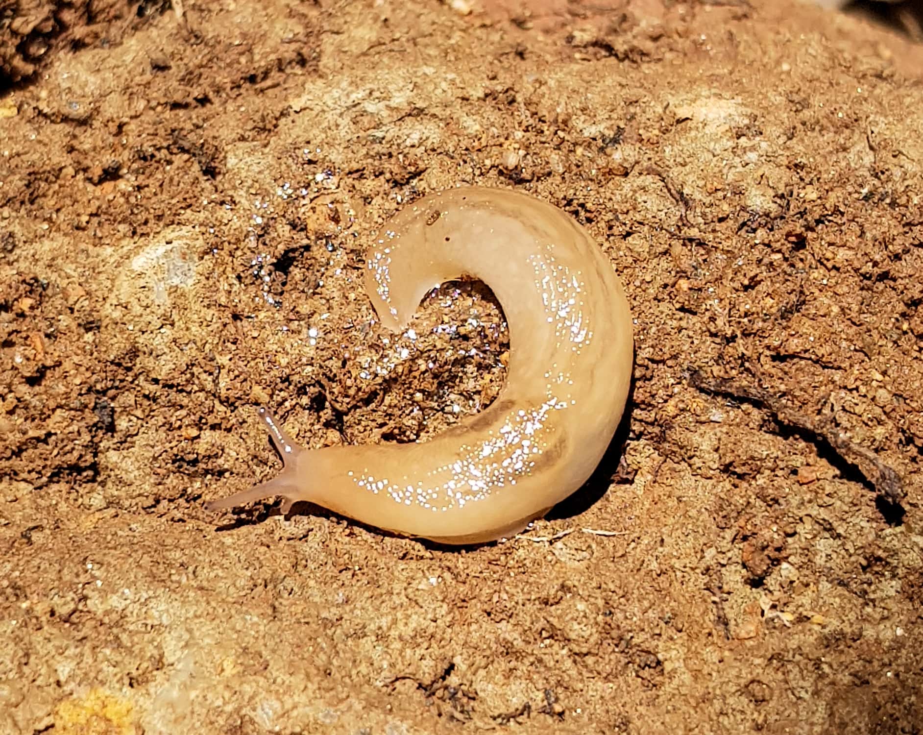 Ambigolimax spp (Keelback Slug) – Ausemade