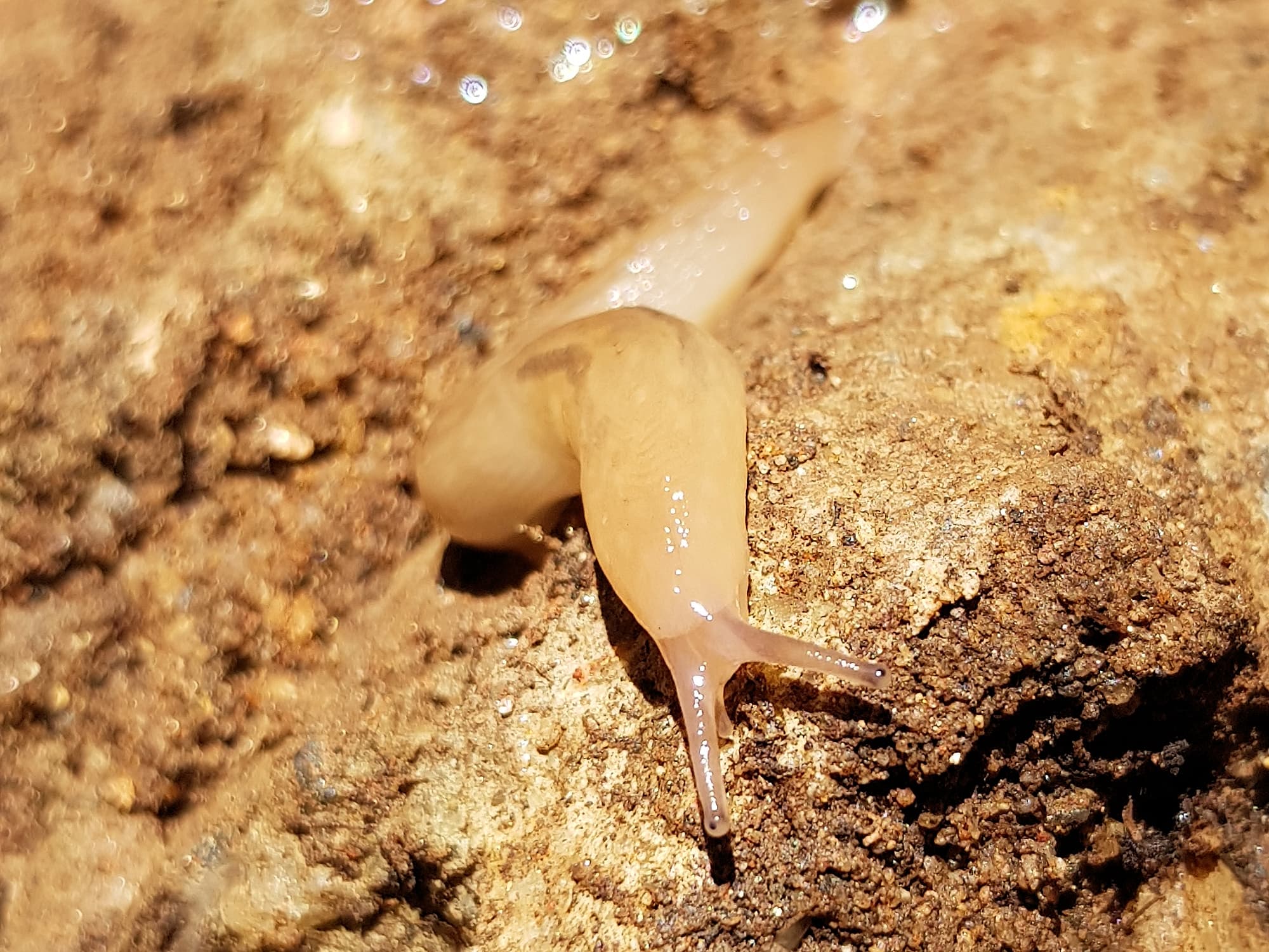 Ambigolimax spp (Keelback Slug) – Ausemade