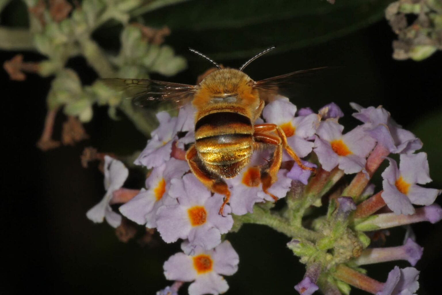 Amegilla (Asaropoda) bombiformis – Ausemade