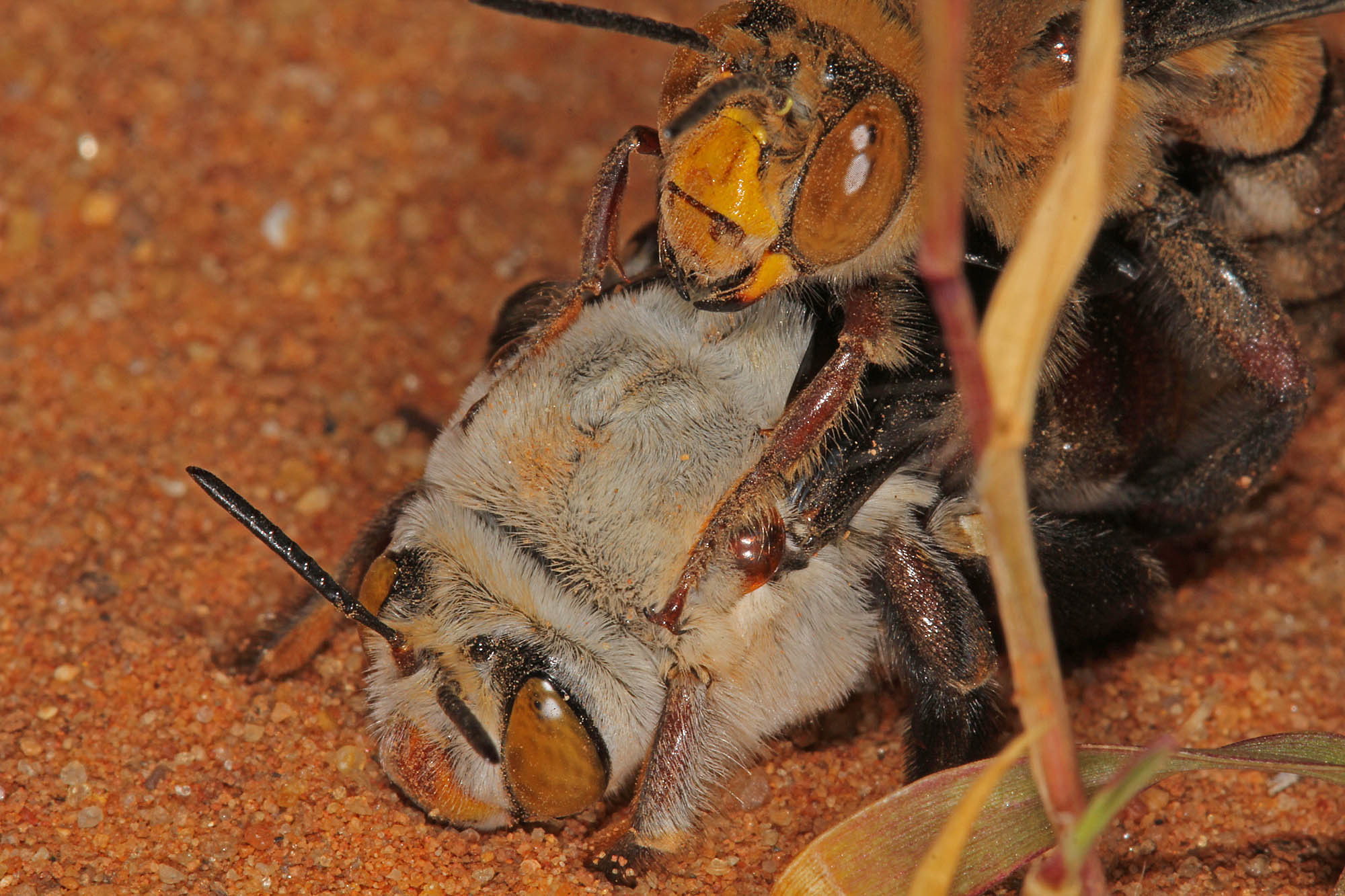 Looking for Love… – Ausemade