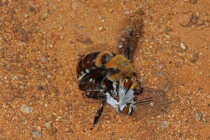 Teddy Bear Bees (Asaropoda) – Ausemade