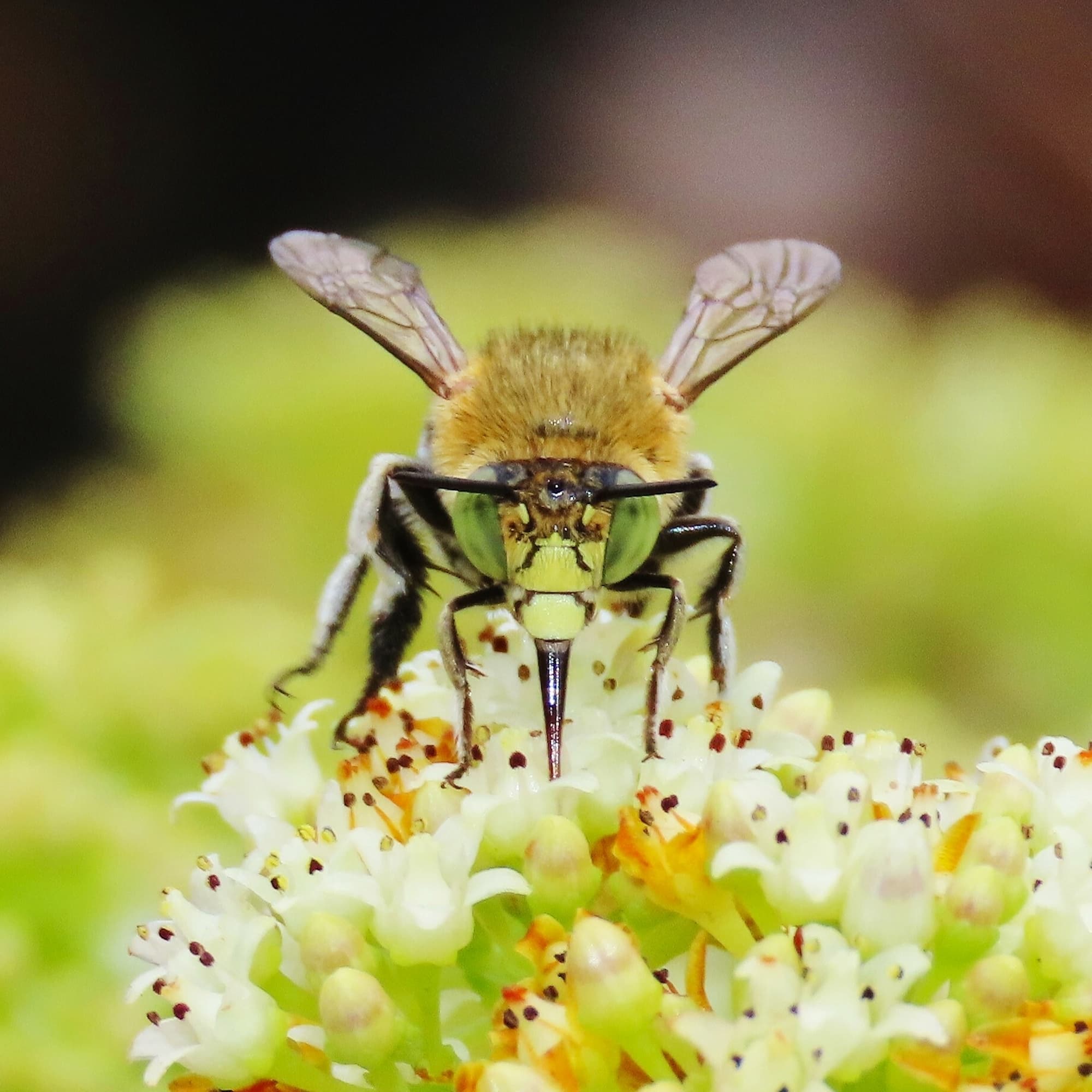 labour of love… native bees – Ausemade