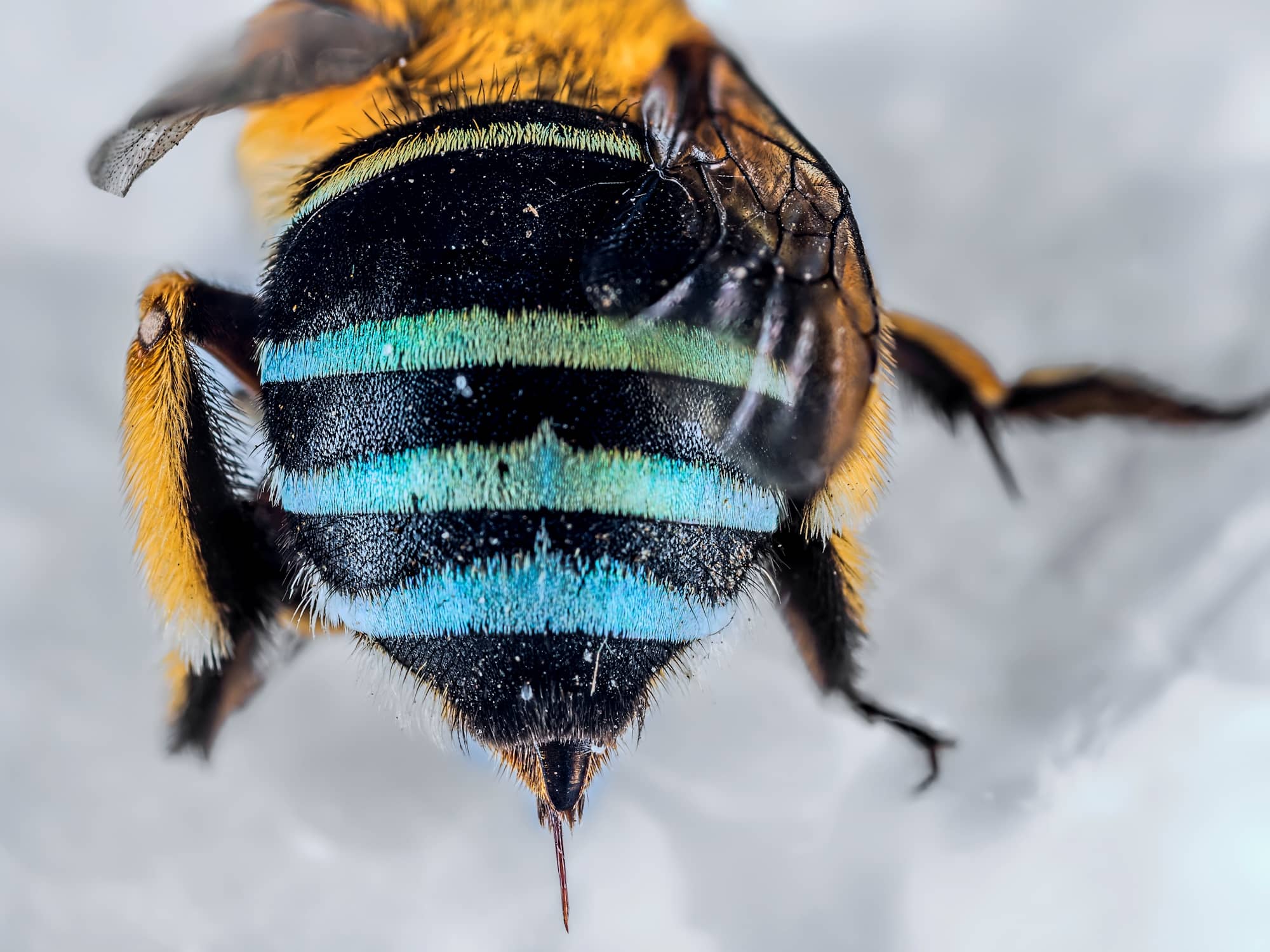 Sting of the bee – Ausemade