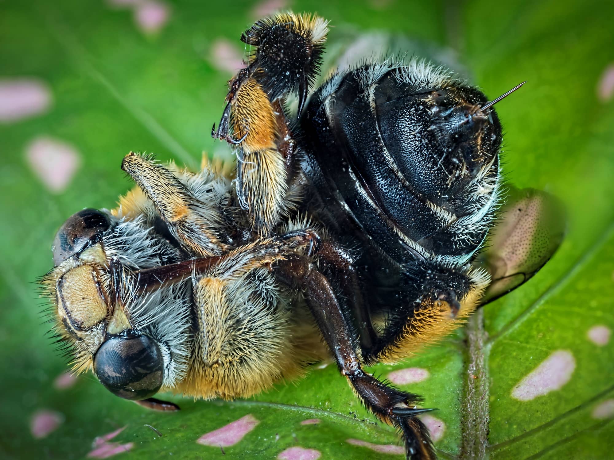 Sting of the bee – Ausemade