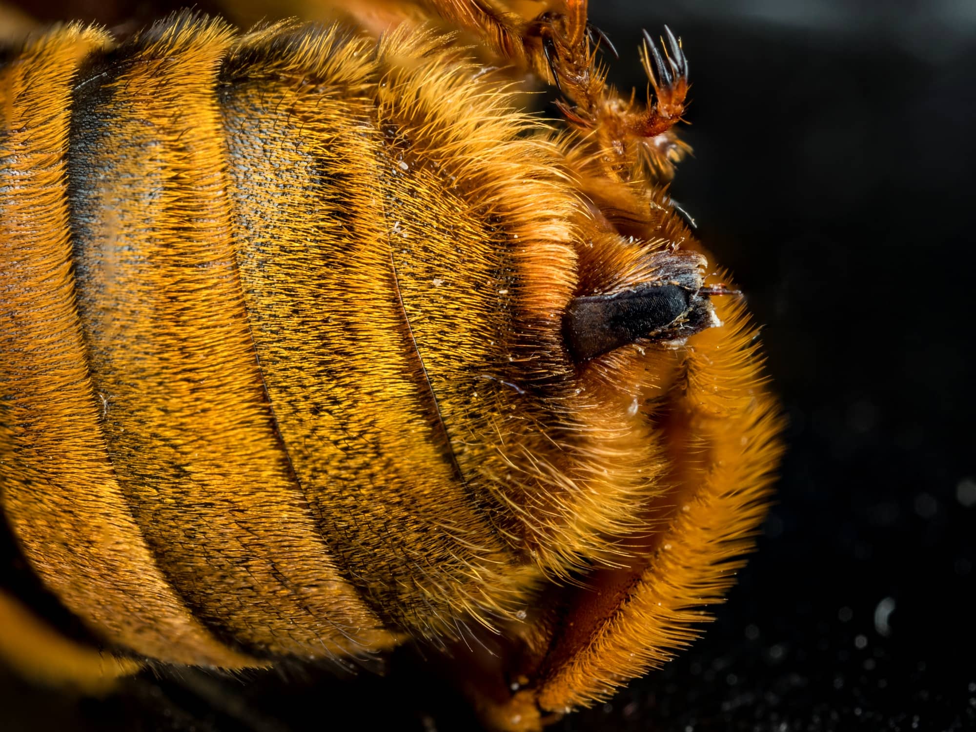 Sting of the bee – Ausemade