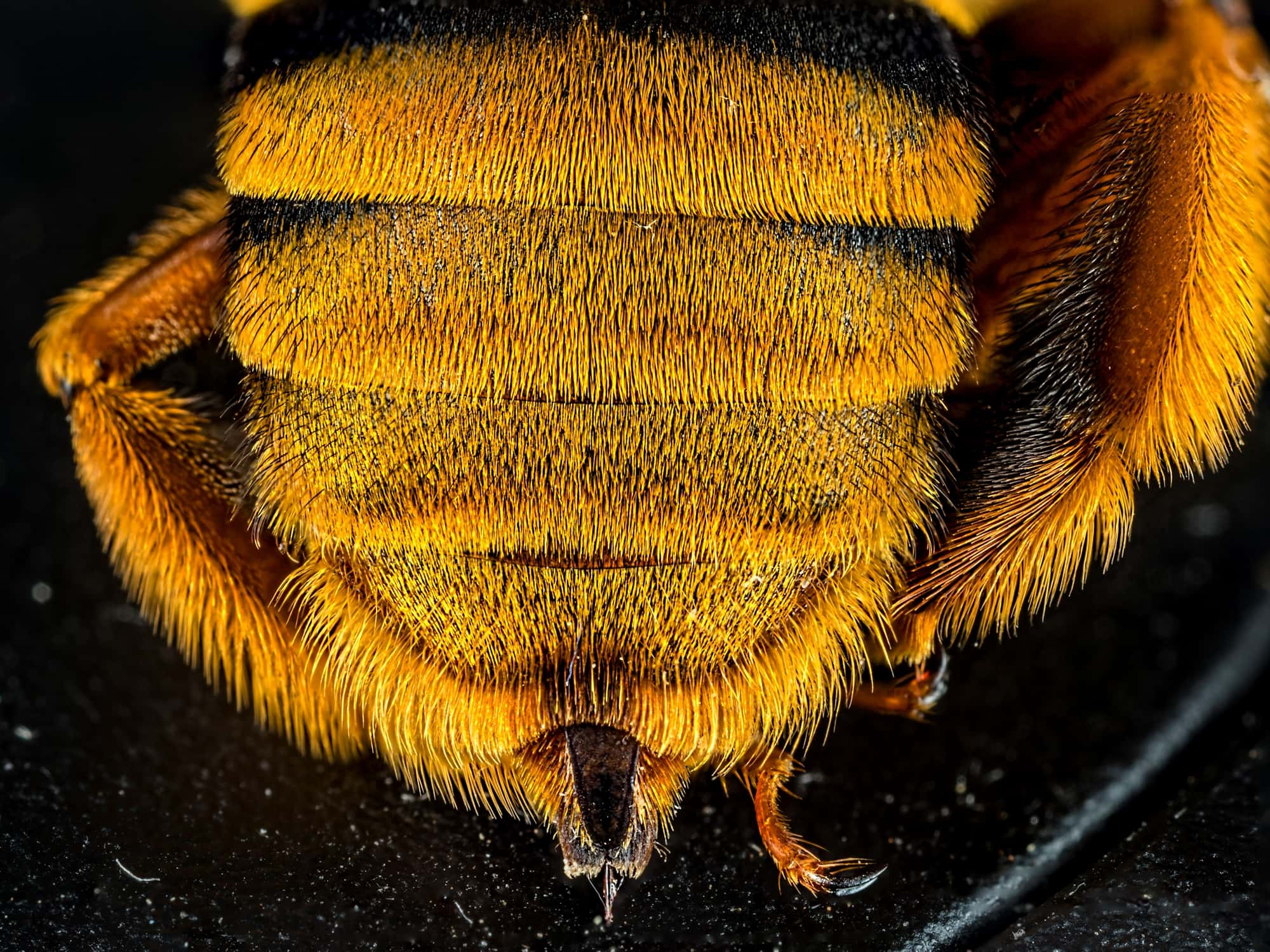 Sting of the bee – Ausemade