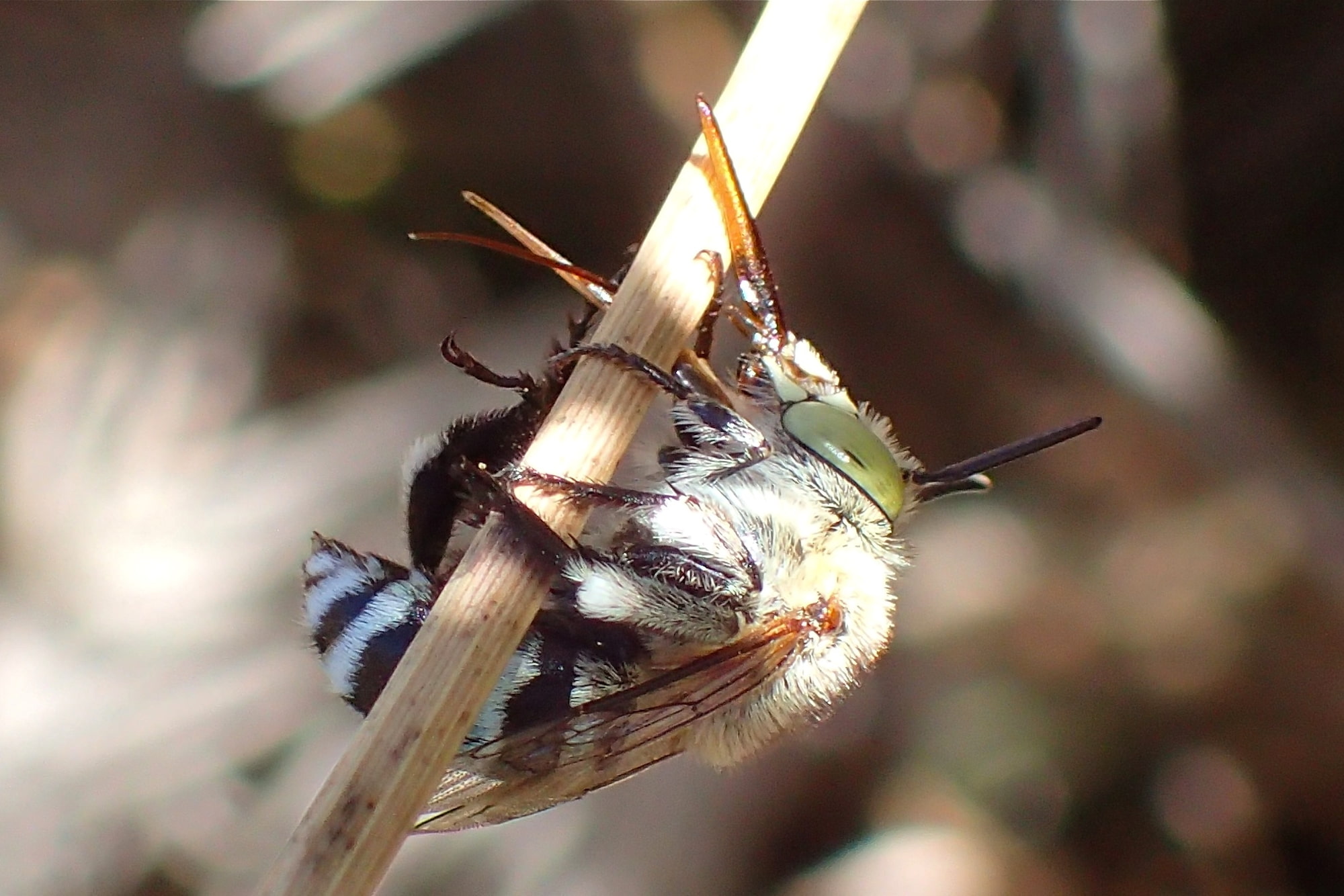 Amegilla chlorocyanea – bubbling bee – Ausemade