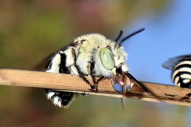 Amegilla chlorocyanea – bubbling bee – Ausemade