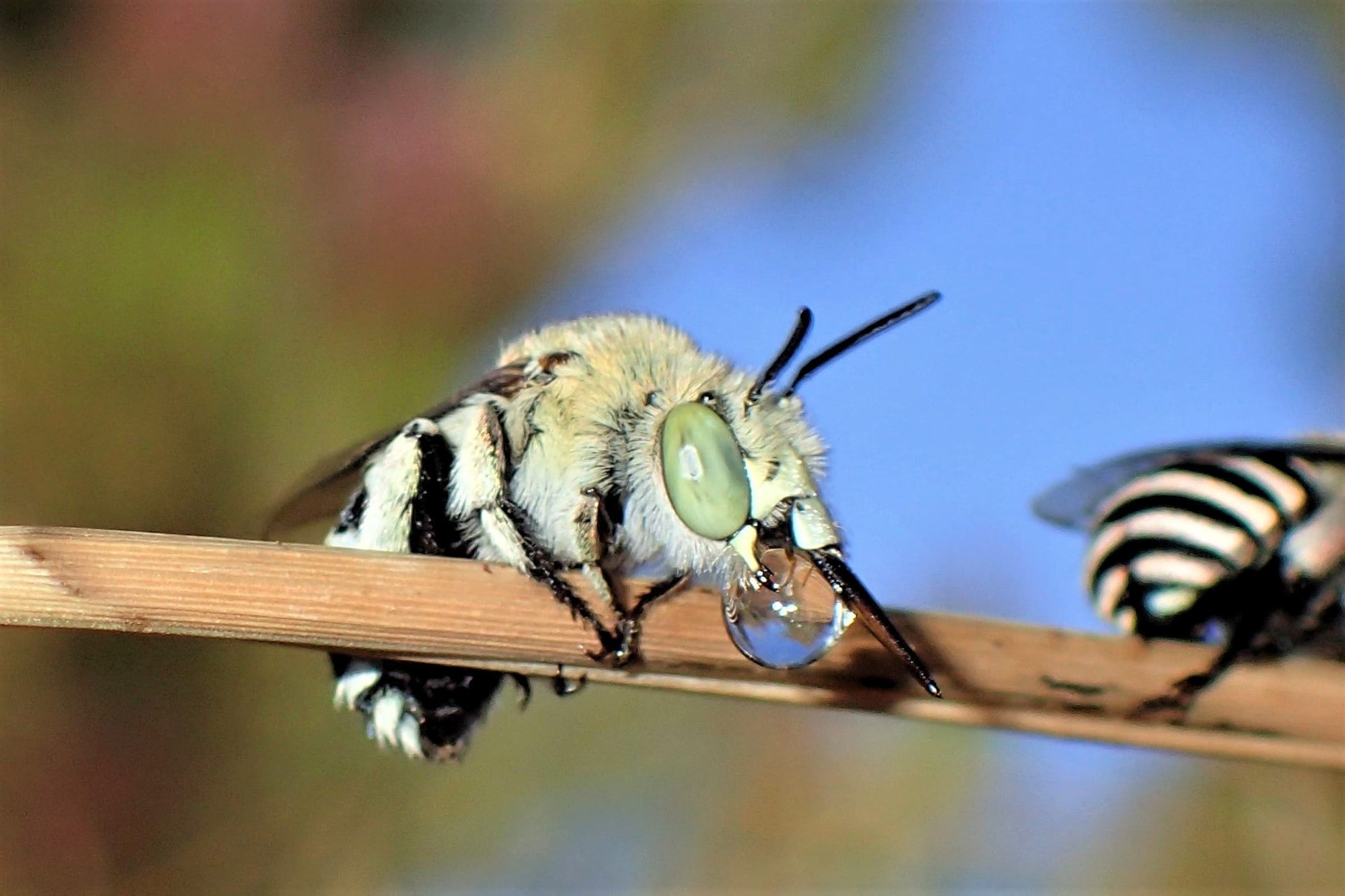Amegilla chlorocyanea – bubbling bee – Ausemade