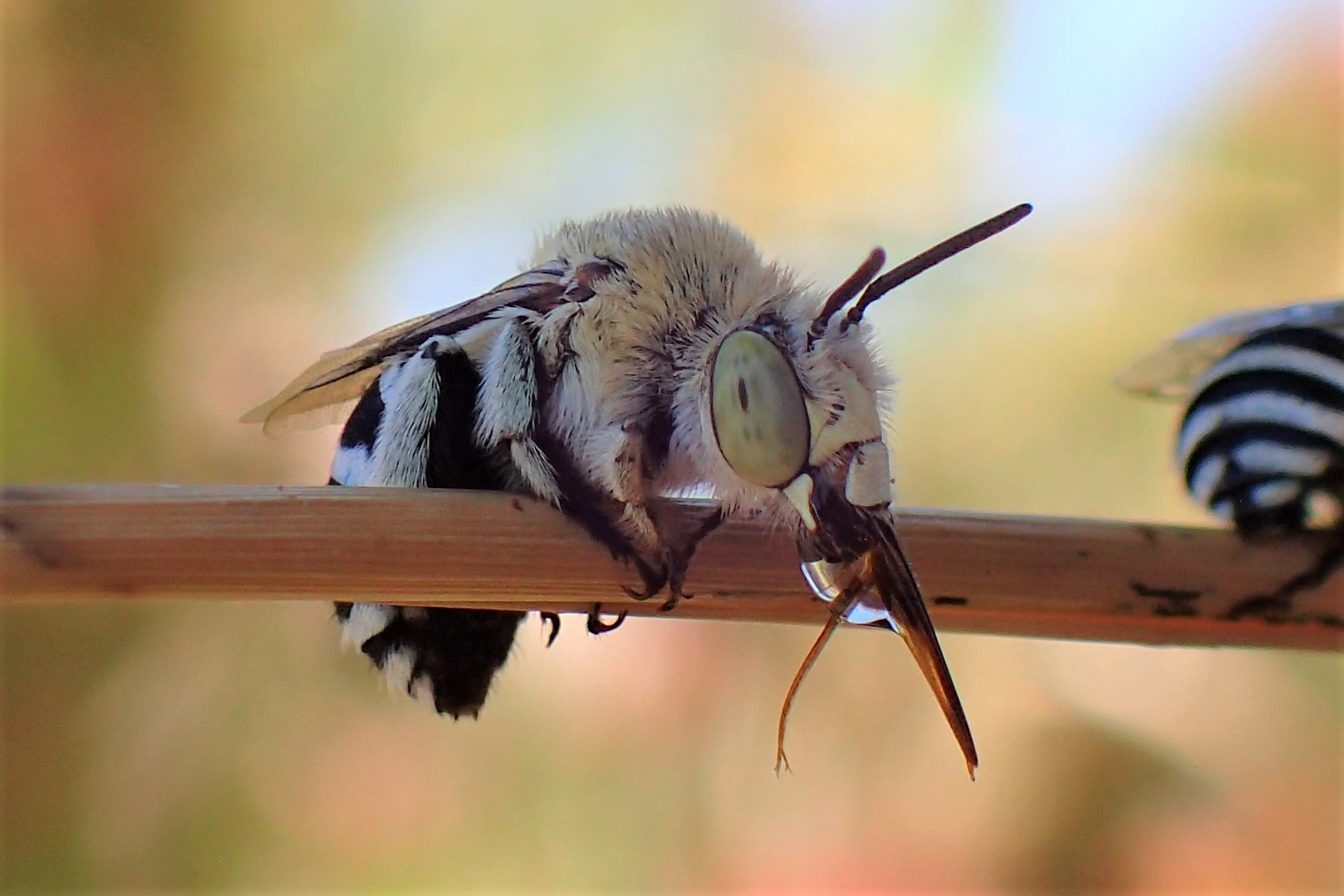 Amegilla chlorocyanea – bubbling bee – Ausemade