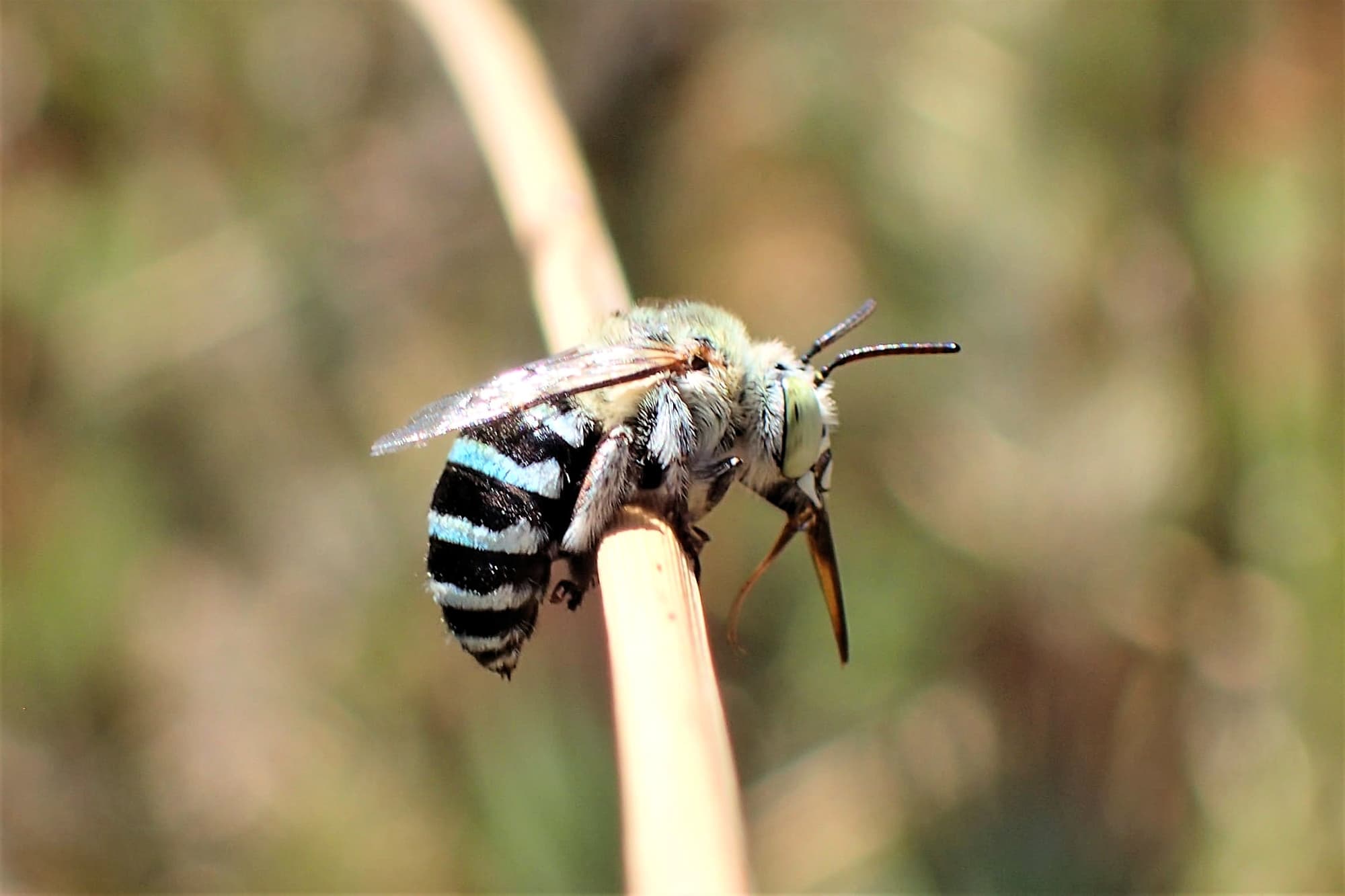 Amegilla chlorocyanea – bubbling bee – Ausemade