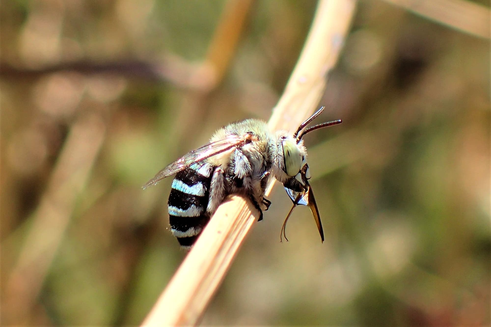 Amegilla chlorocyanea – bubbling bee – Ausemade