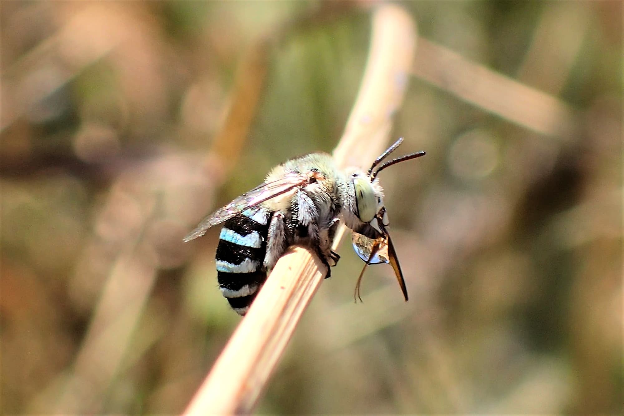 Amegilla chlorocyanea – bubbling bee – Ausemade