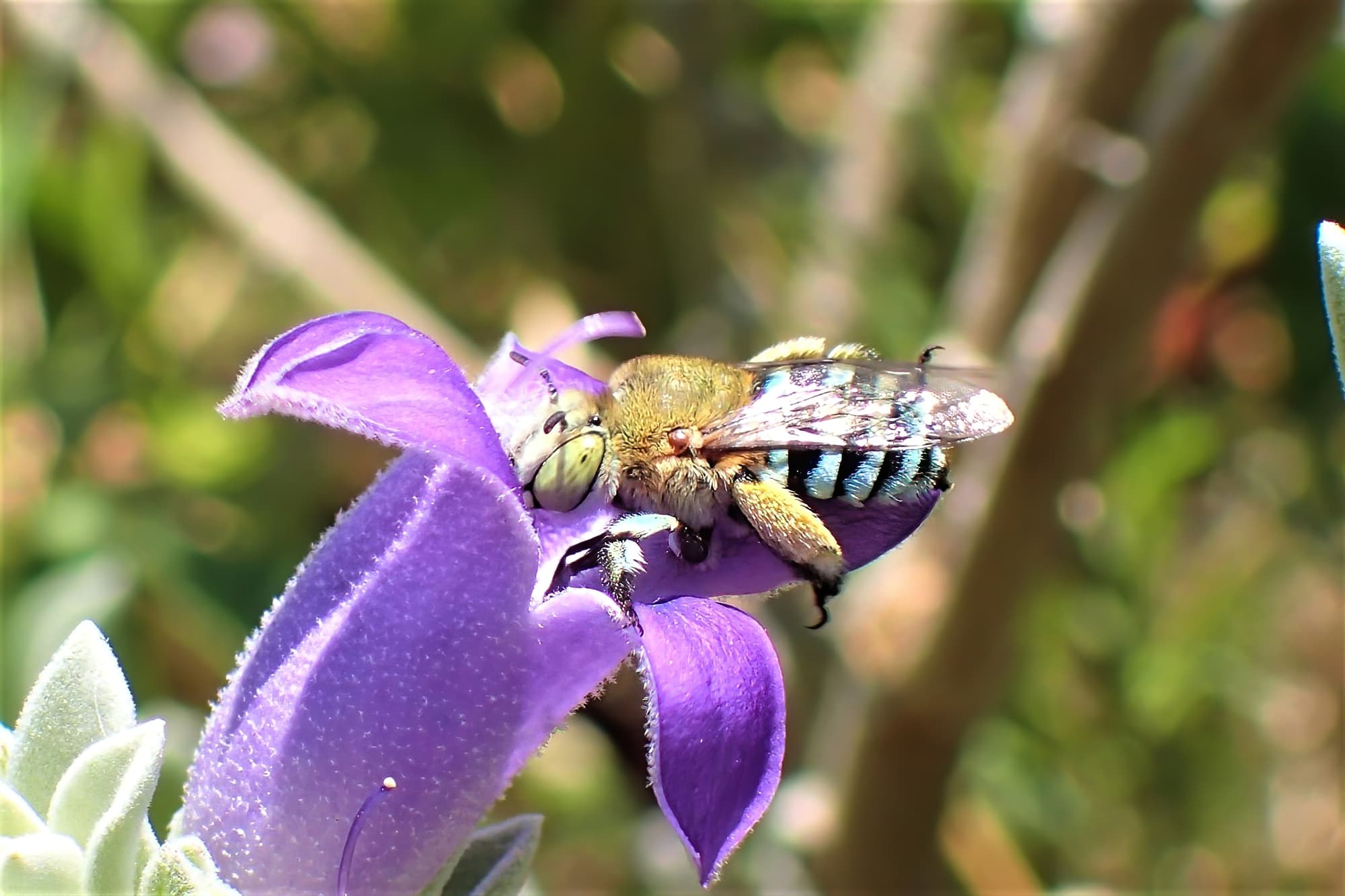 Amegilla chlorocyanea – blue-banded – Ausemade