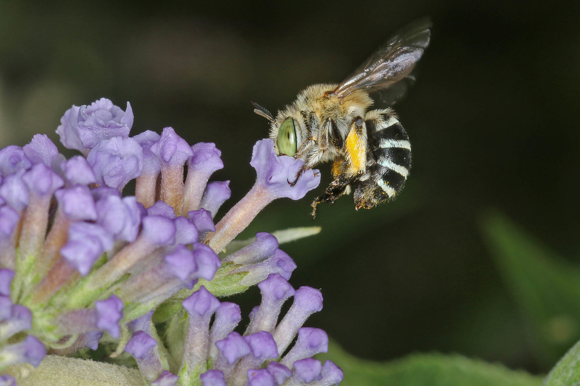 Amegilla asserta – Ausemade