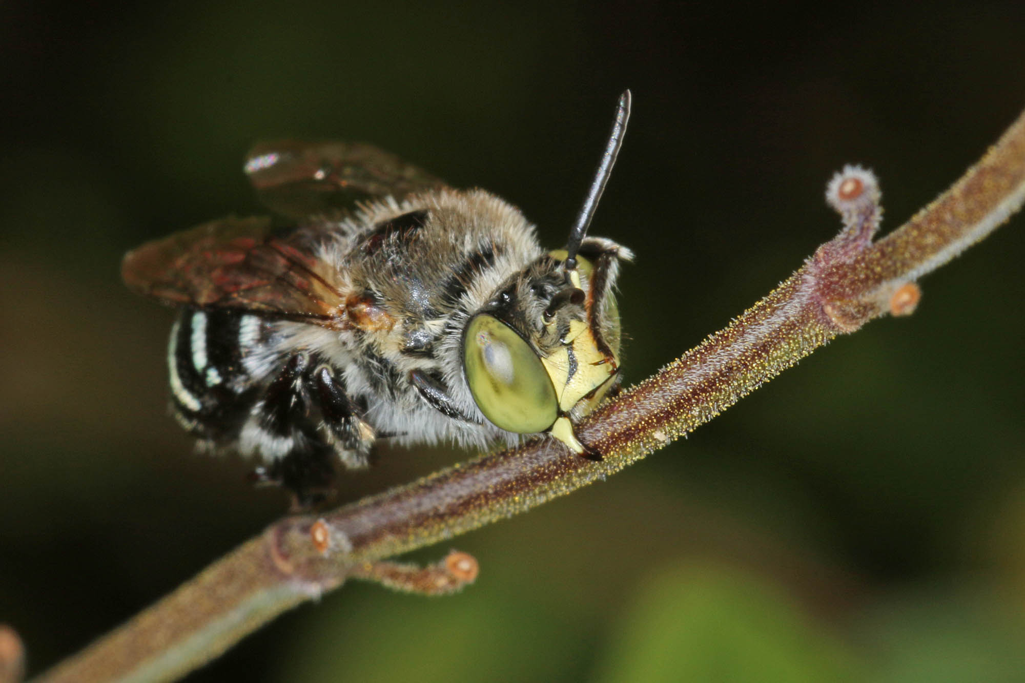 Queensland – Ausemade
