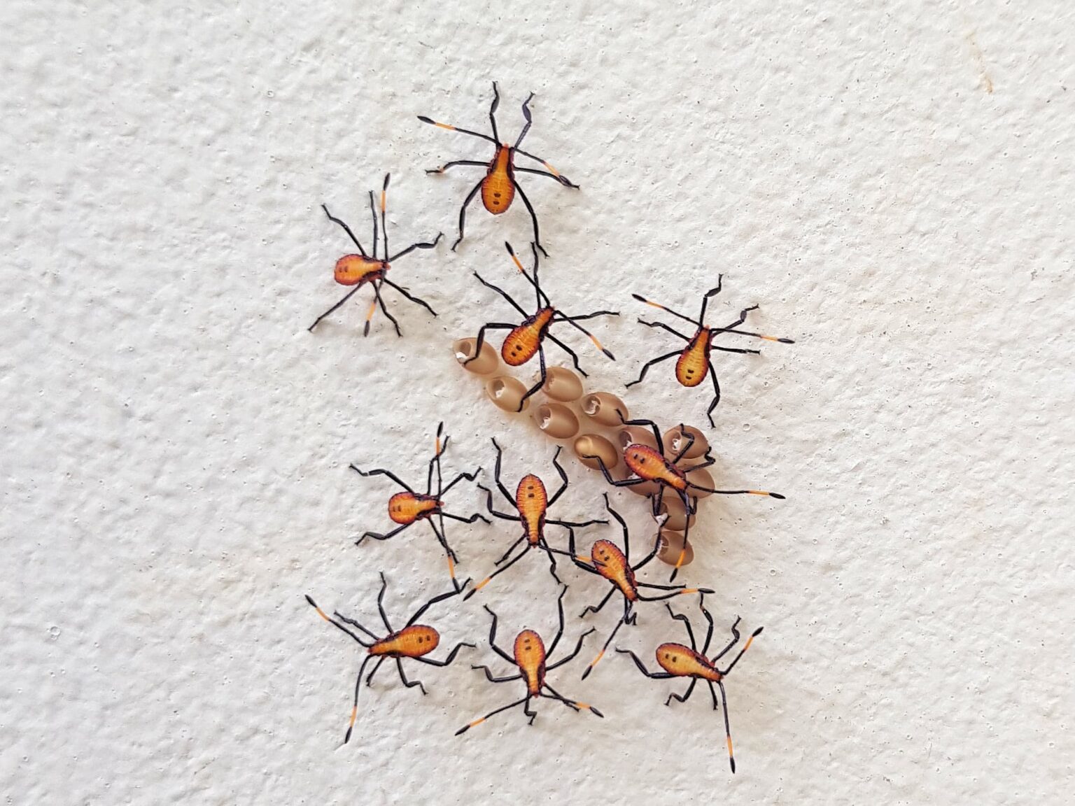 Amorbus — Nymph to Adult Stages – Ausemade