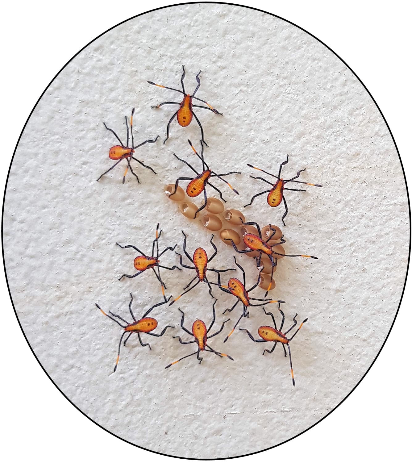 Amorbus — Nymph to Adult Stages – Ausemade