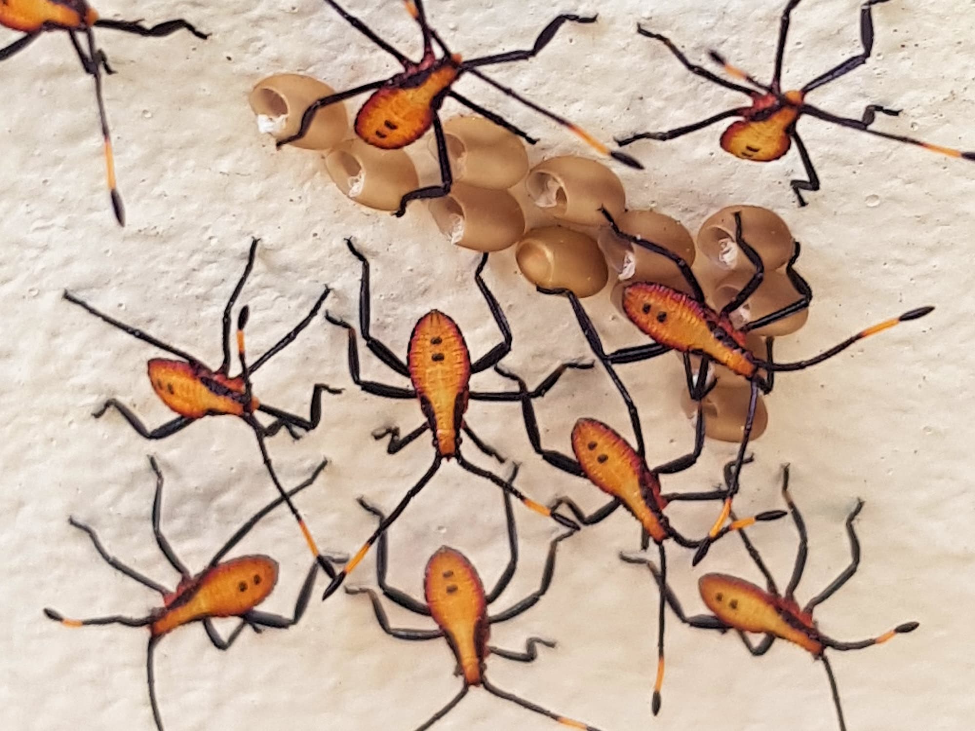 Amorbus — Nymph to Adult Stages – Ausemade