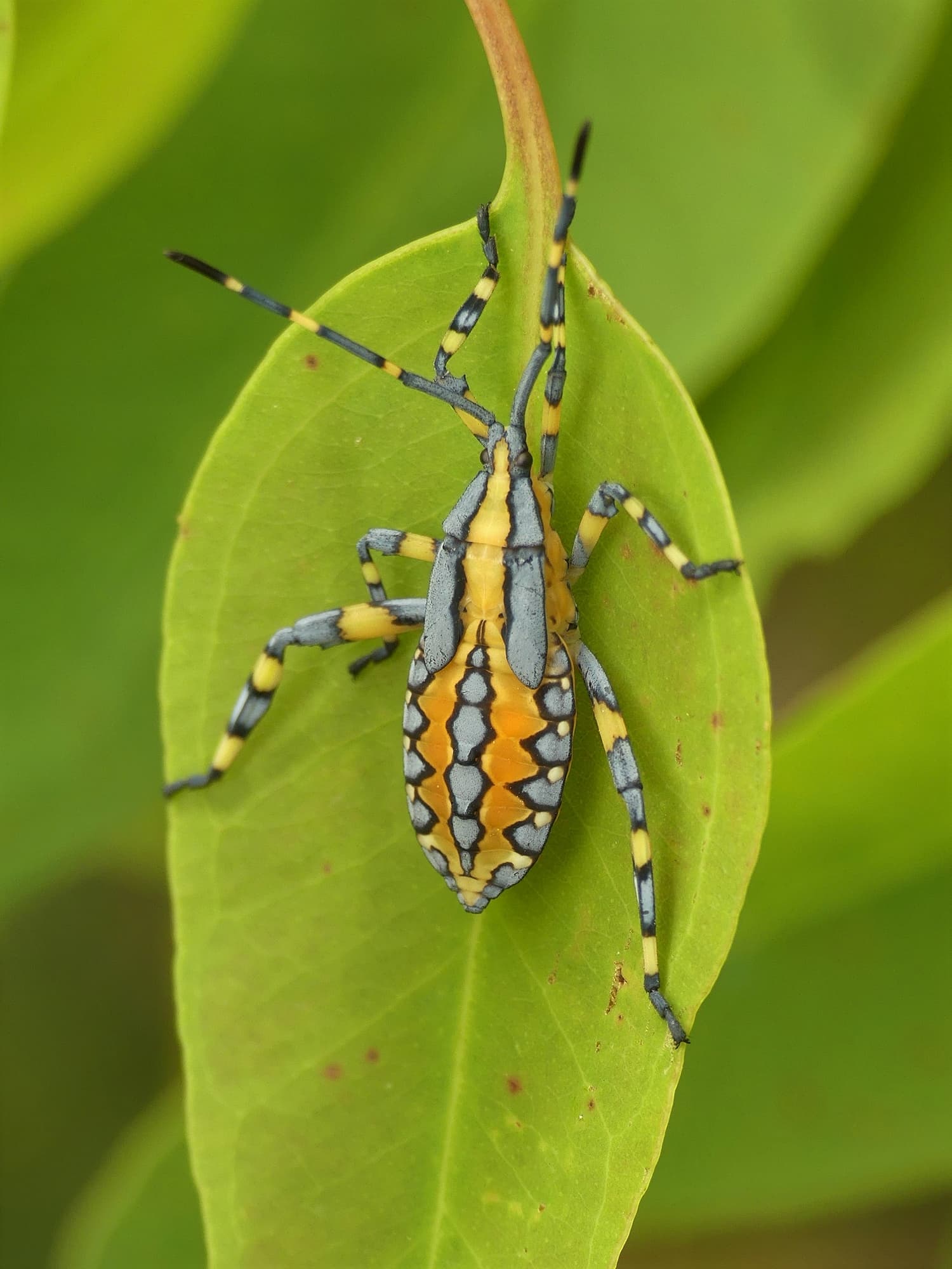Eucalyptus Tip-wilting Bug (Amorbus alternatus) – Ausemade