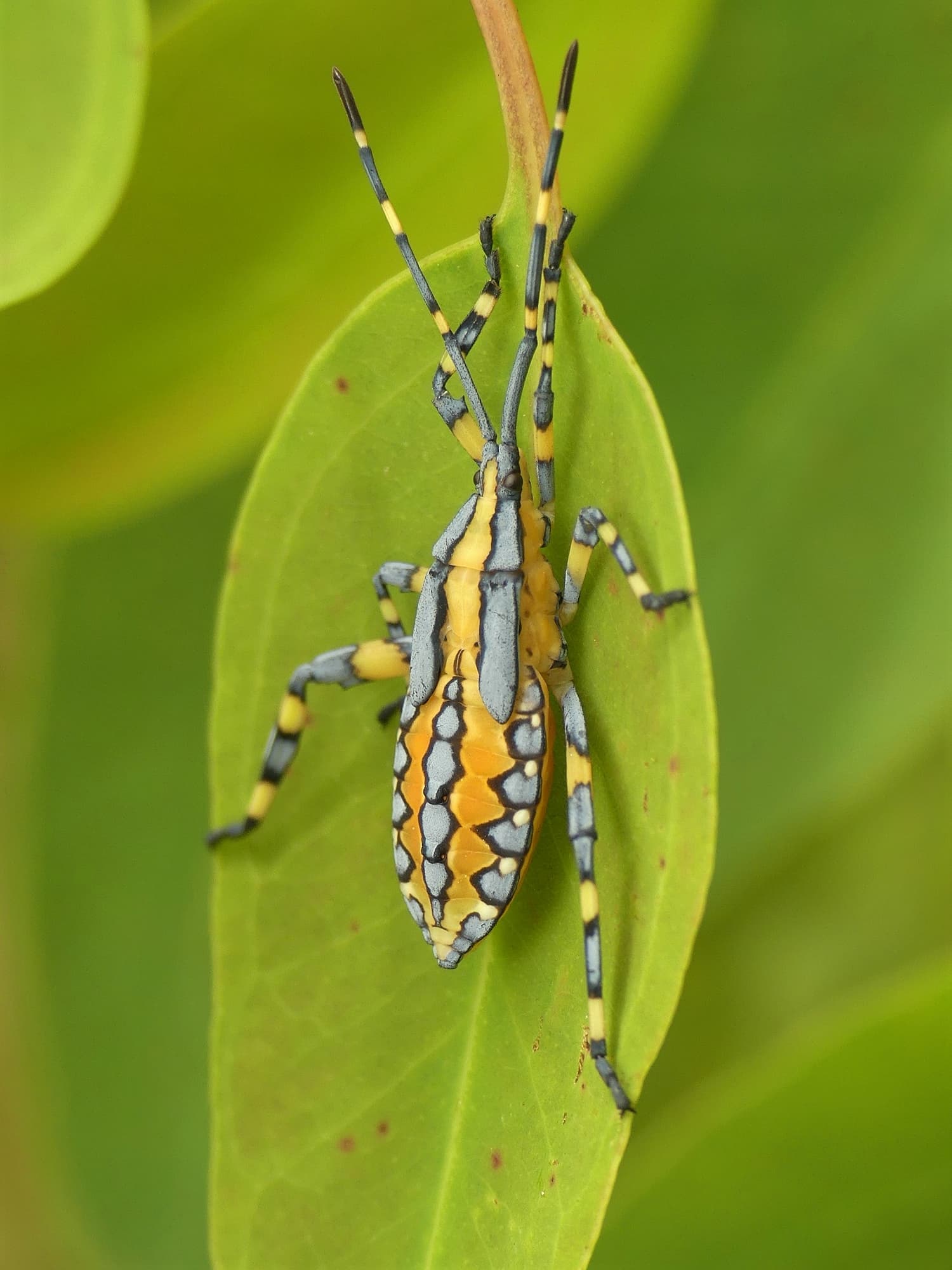Eucalyptus Tip-wilting Bug (Amorbus alternatus) – Ausemade
