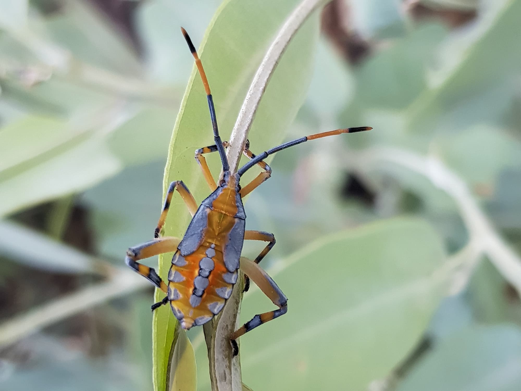 Amorbus — Nymph to Adult Stages – Ausemade