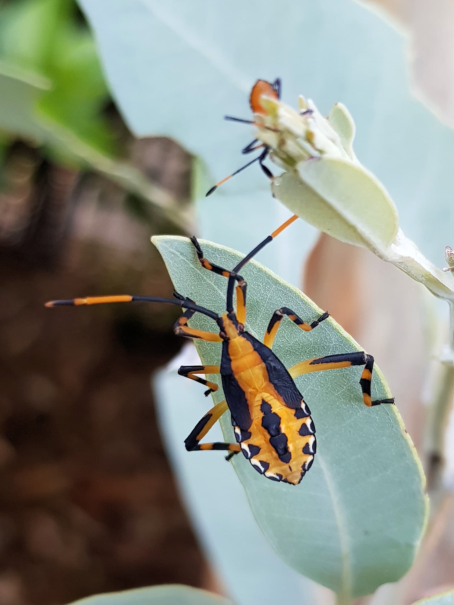 Amorbus — Nymph to Adult Stages – Ausemade