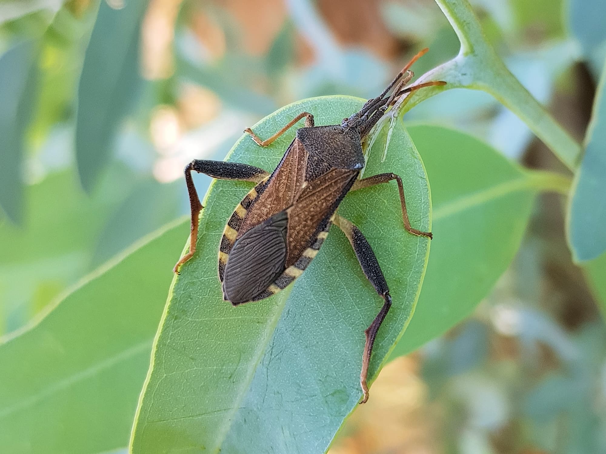 Amorbus — Nymph to Adult Stages – Ausemade