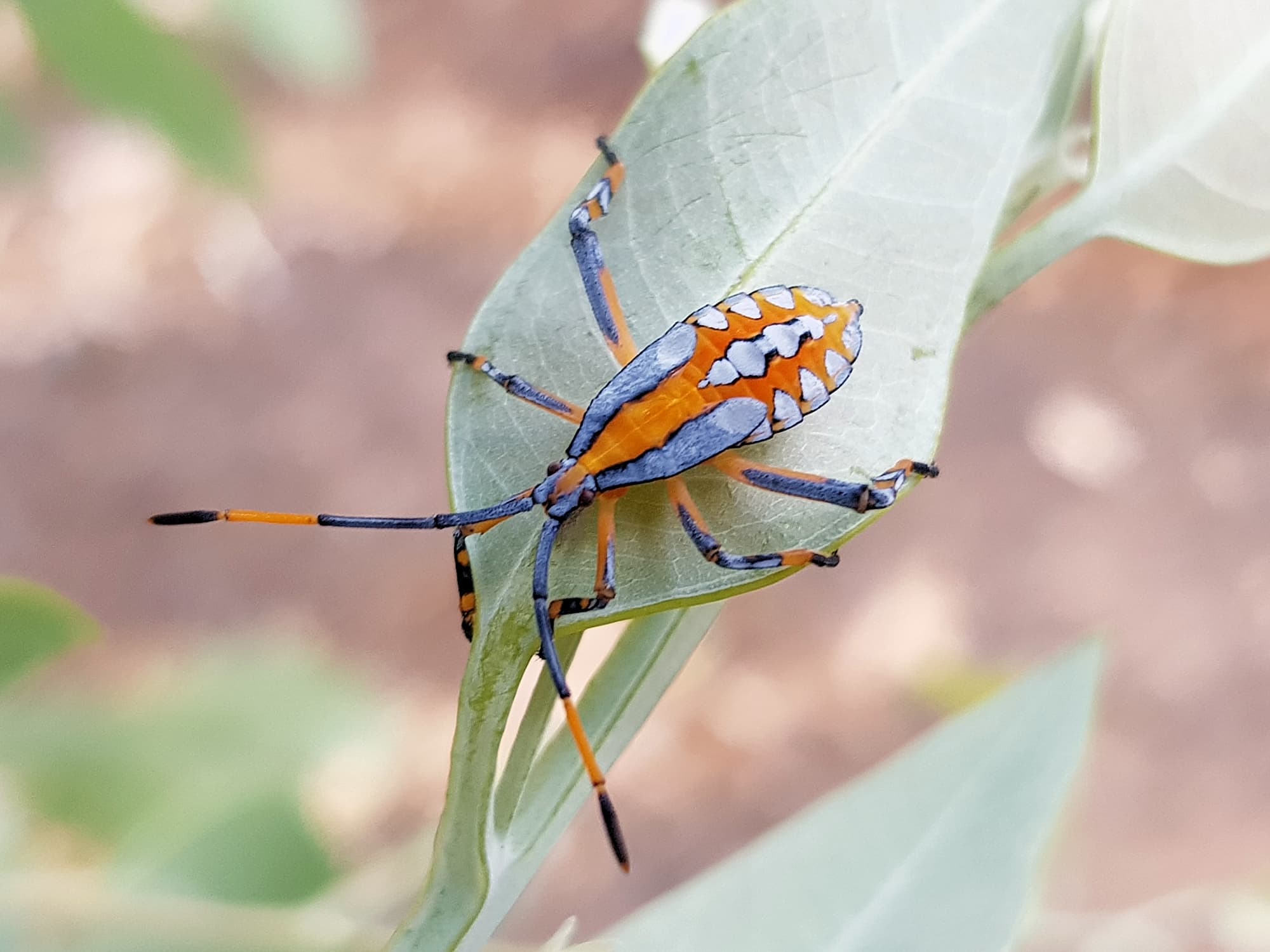 Eucalyptus Tip-wilting Bug – Ausemade