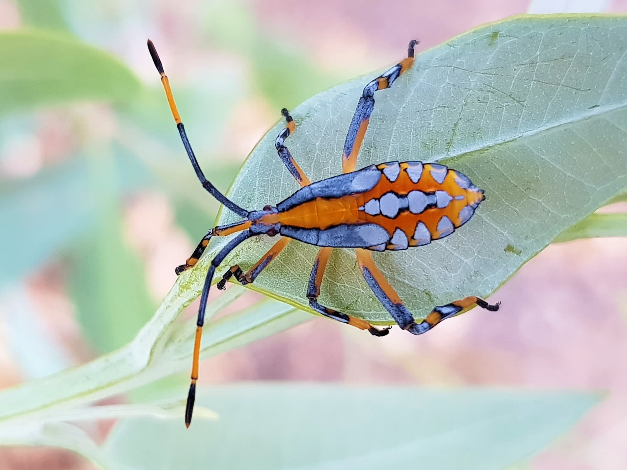 Eucalyptus Tip-wilting Bug – Ausemade